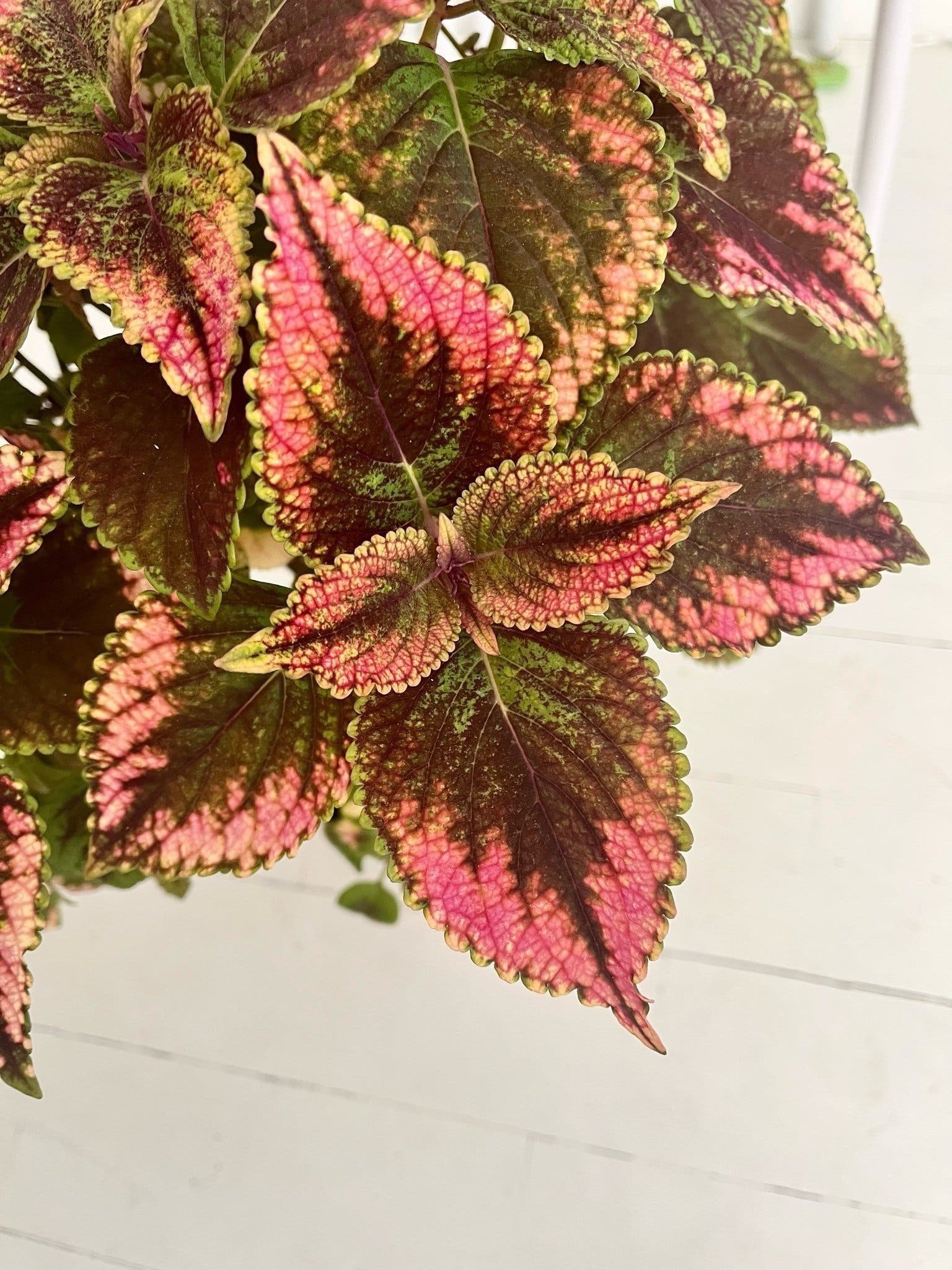 Stickling Palettblad Coleus Havanna | Köp på Tradera (638683700)