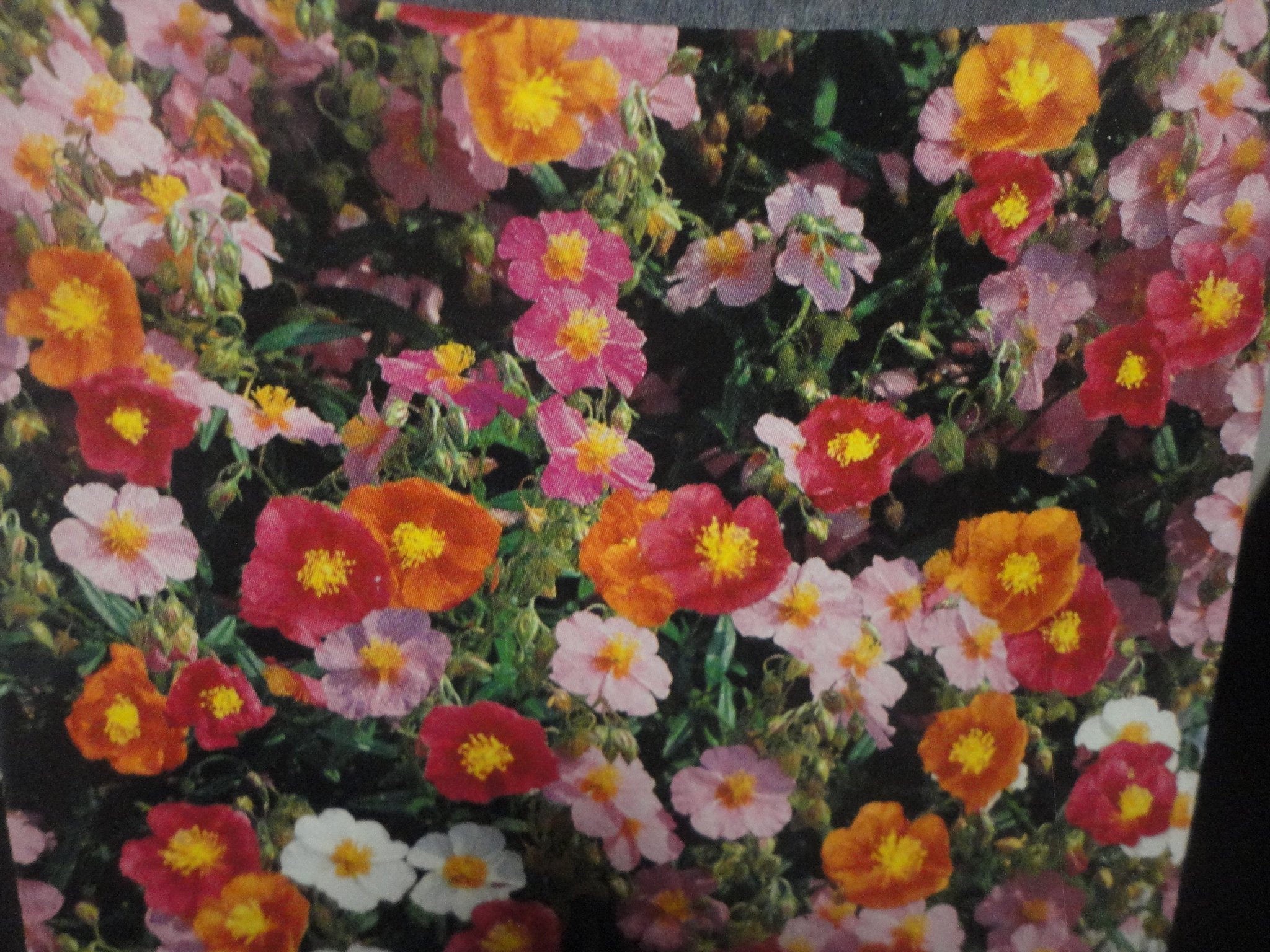Rock Rose Mixed, 50 st frö | Köp på Tradera (735395038)