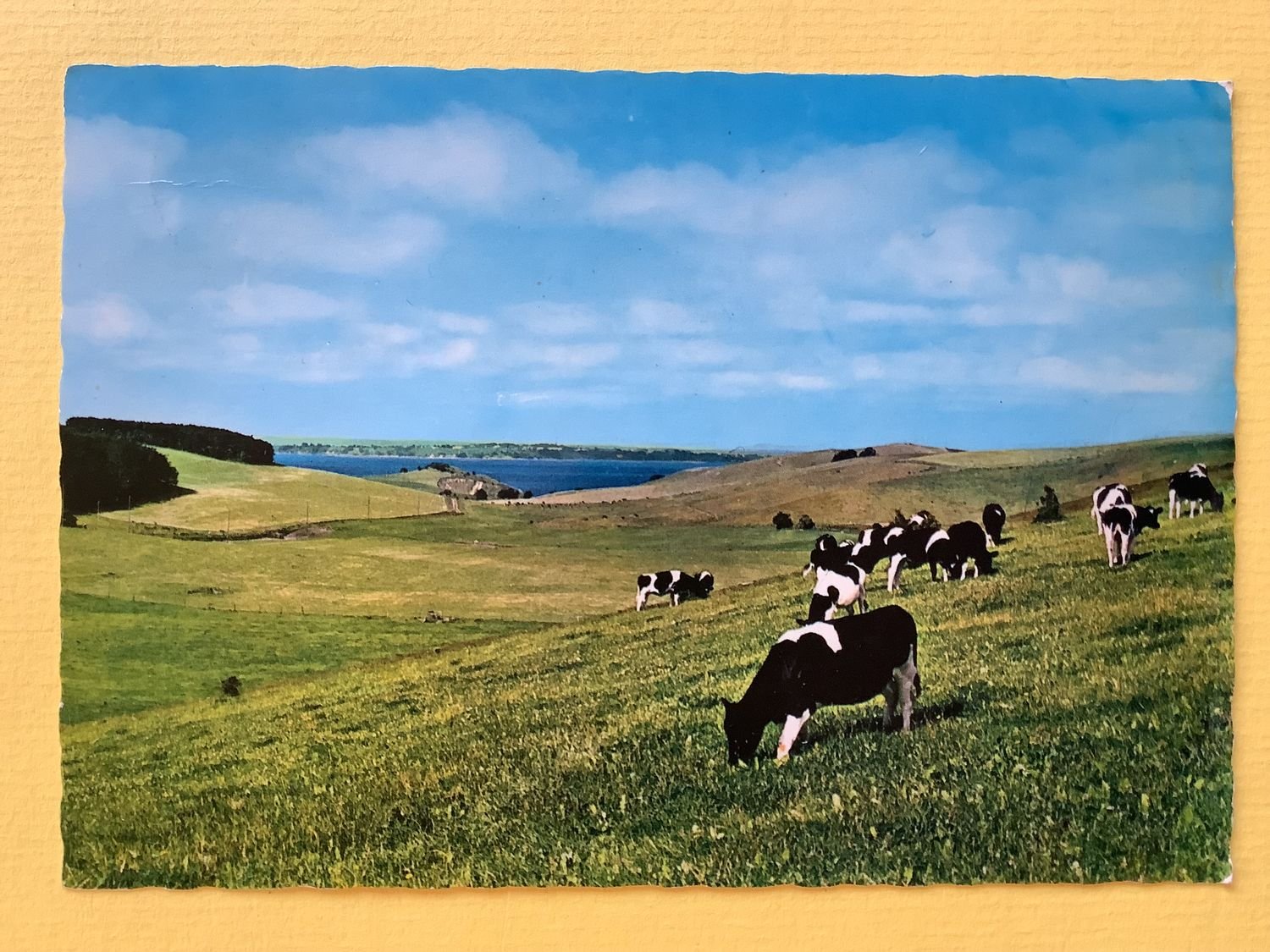 Kort Skåne Kor kossor ULTRA | Köp på Tradera (626431139)