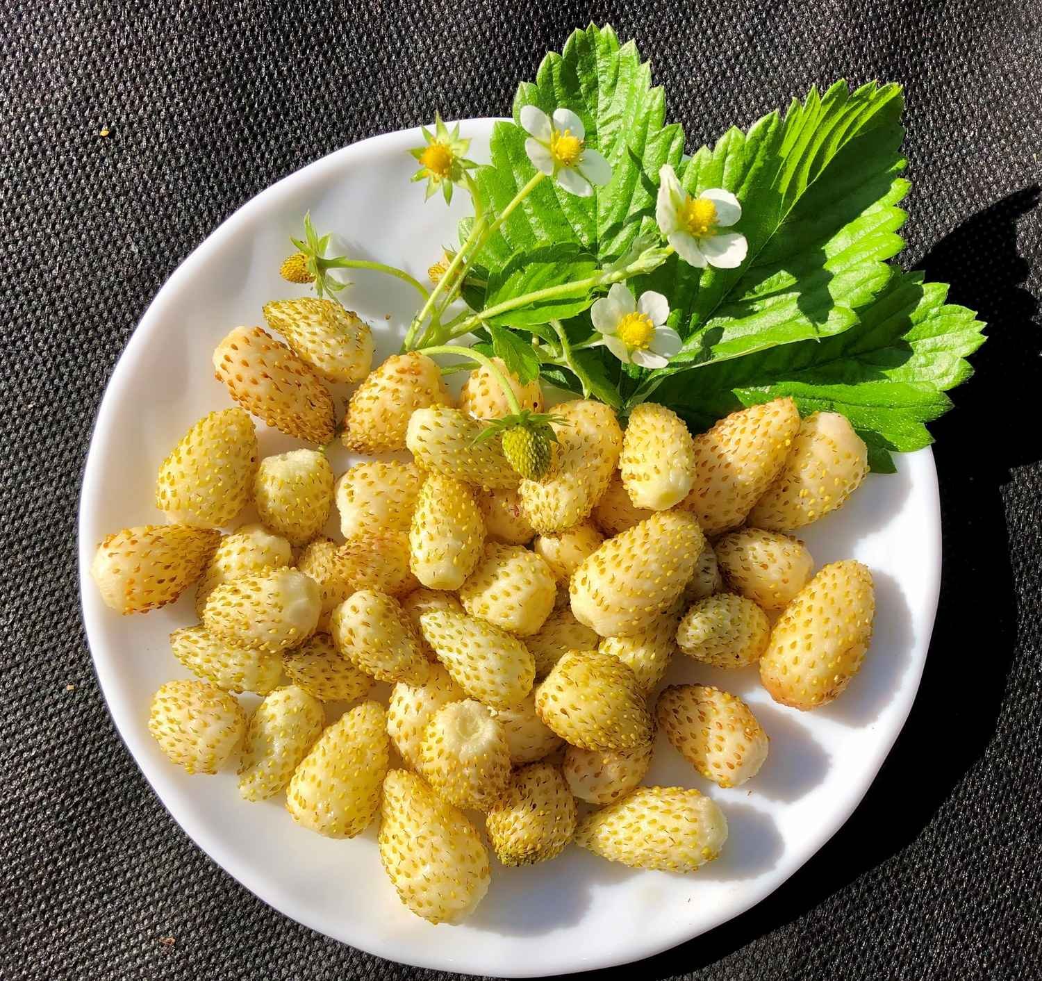 Smultron Alpine Yellow Wonder 2.. | Köp från ullabulla0 på Tradera ...