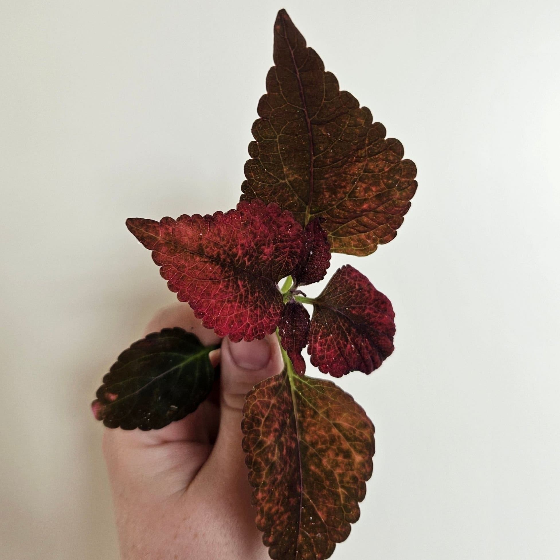 Palettblad / Coleus Stickling Mariposa | Köp på Tradera (677644869)