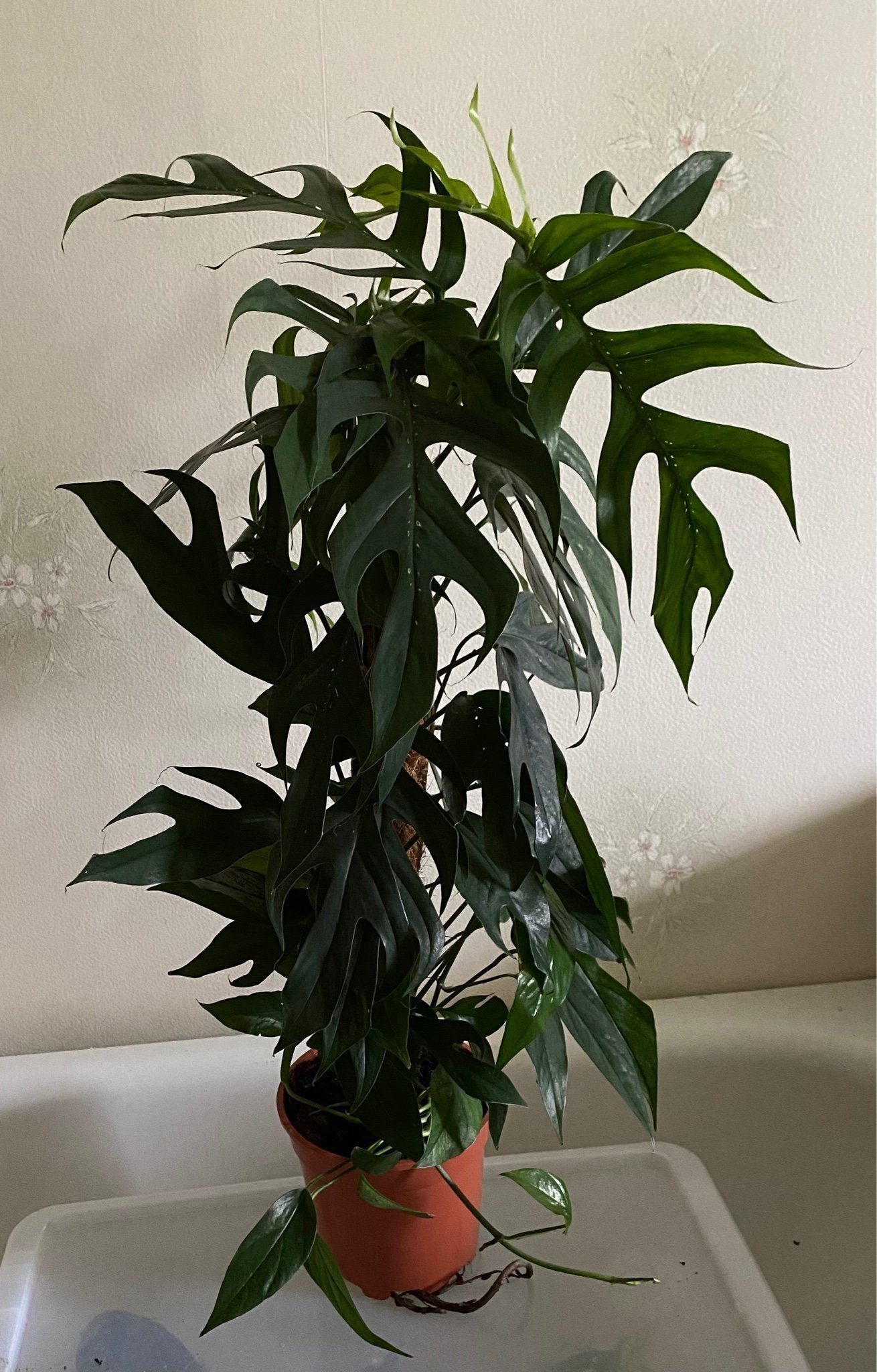 Epipremnum pinnatum Baltic blue | Köp på Tradera (609639843)