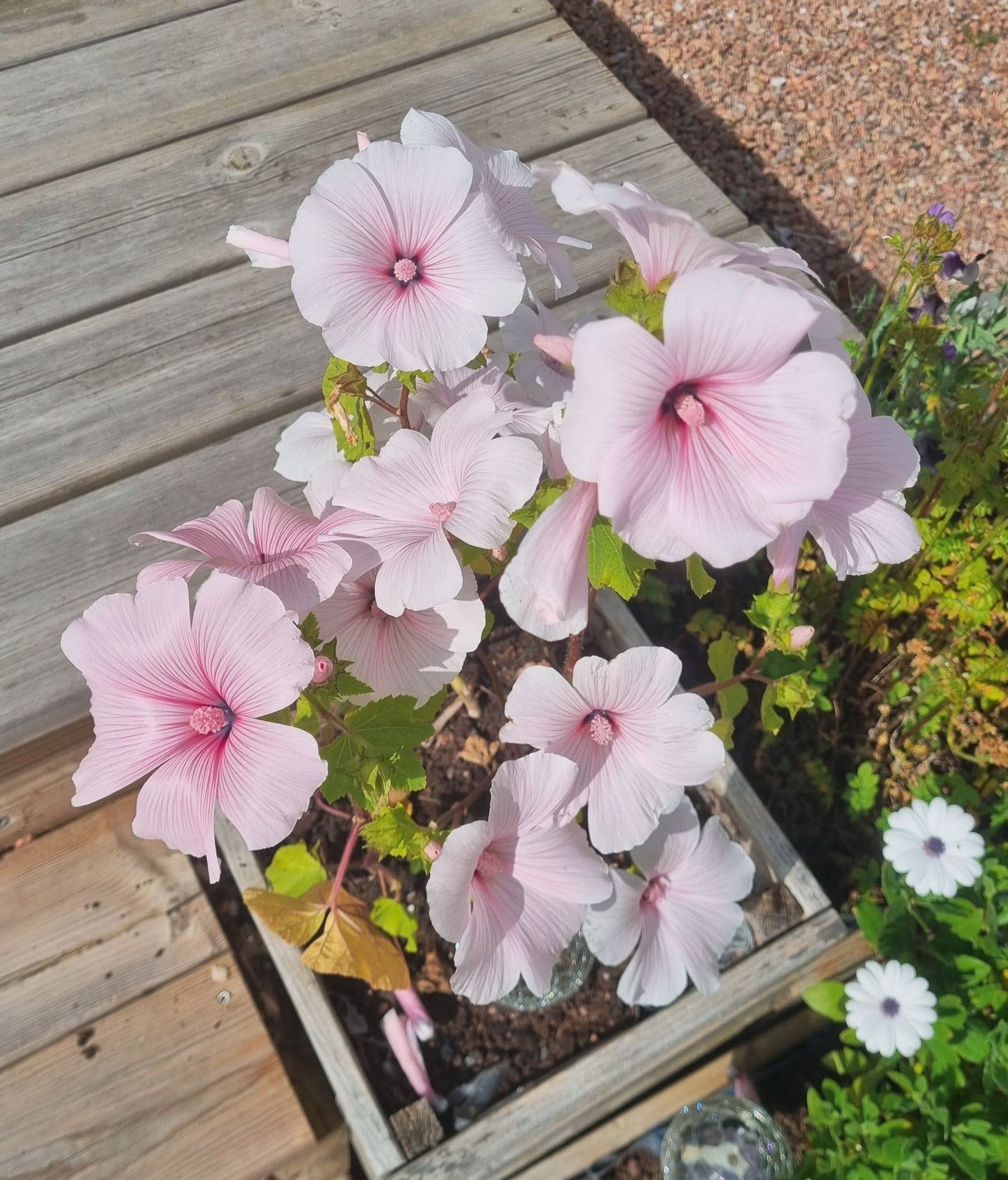 Frön till Ljusrosa malva annuell | Köp på Tradera (655683289)