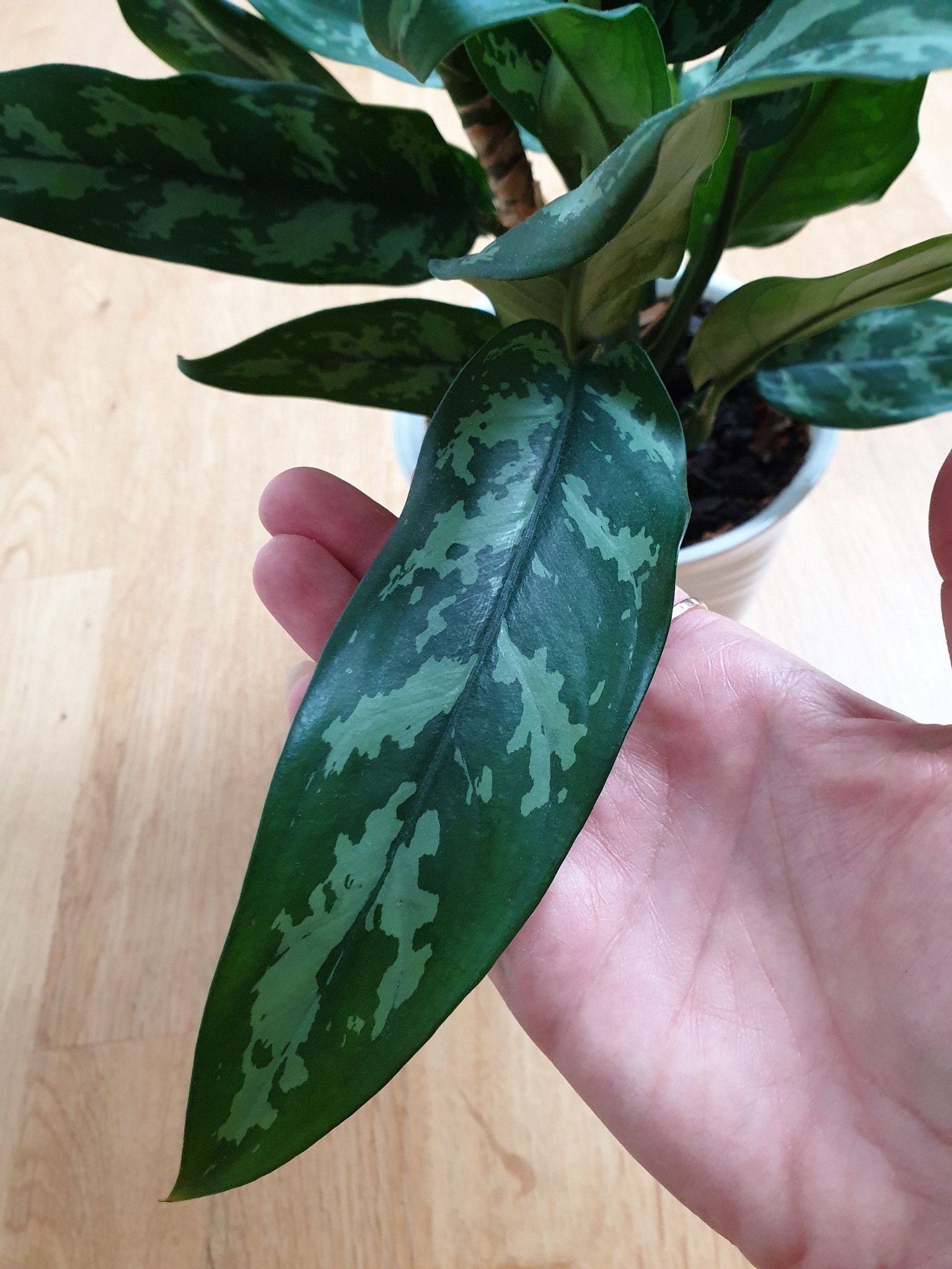 Aglaonema Maria