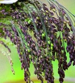 Panicum violaceum 'Violet Panic Grass' - Hirs | Köp på Tradera (521527827)