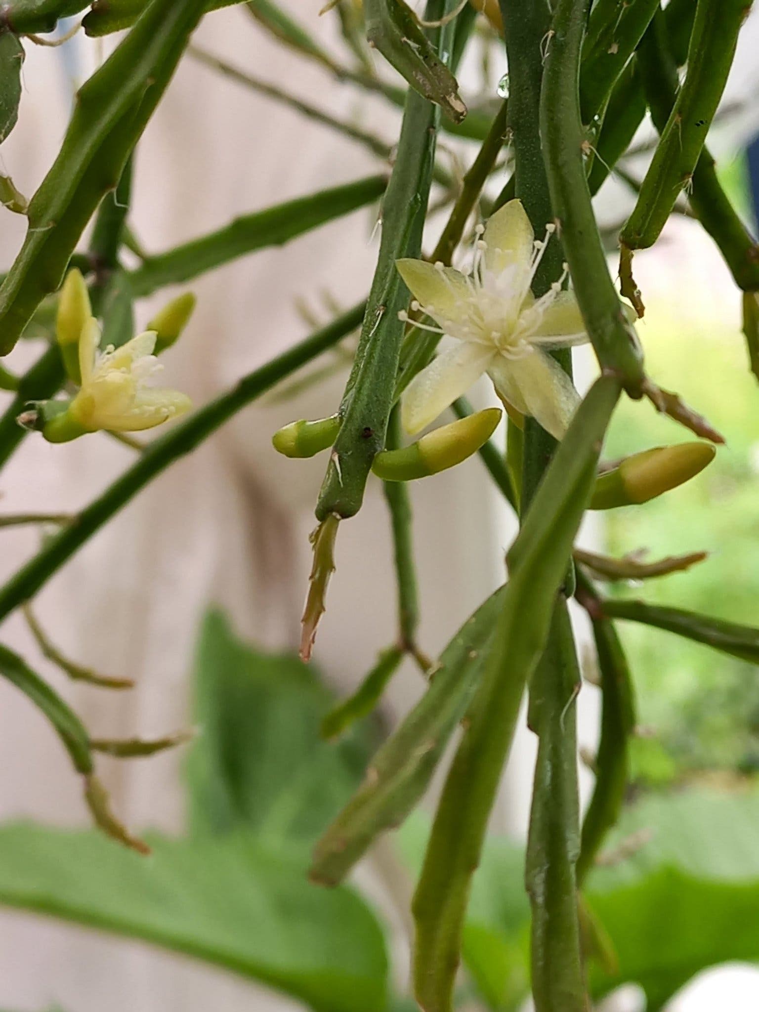 Rhipsalis - rotad stickling | Köp på Tradera (634489172)