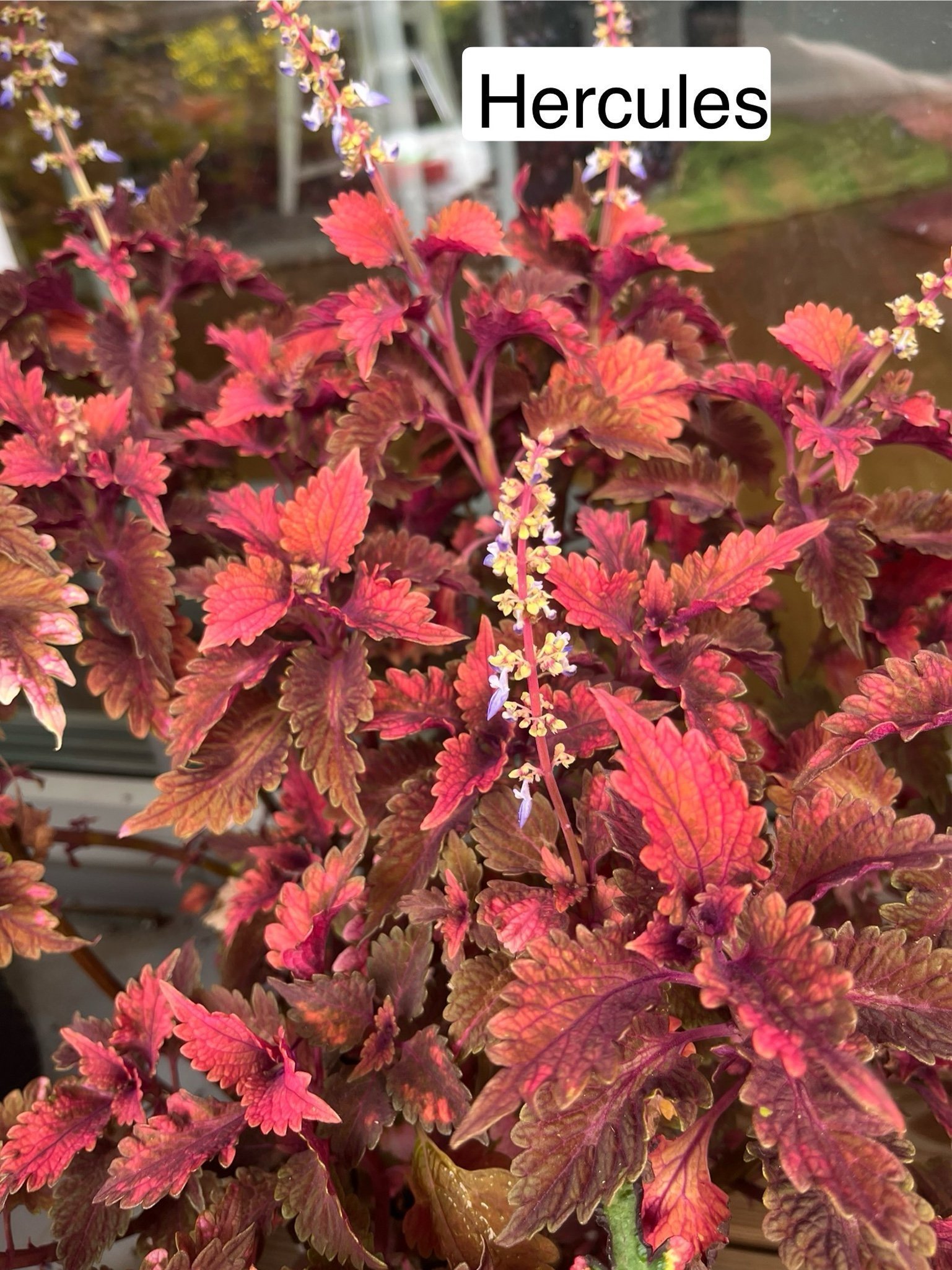 Palettblad/coleus frön, minst 10st öppet pollin.. | Köp på Tradera ...