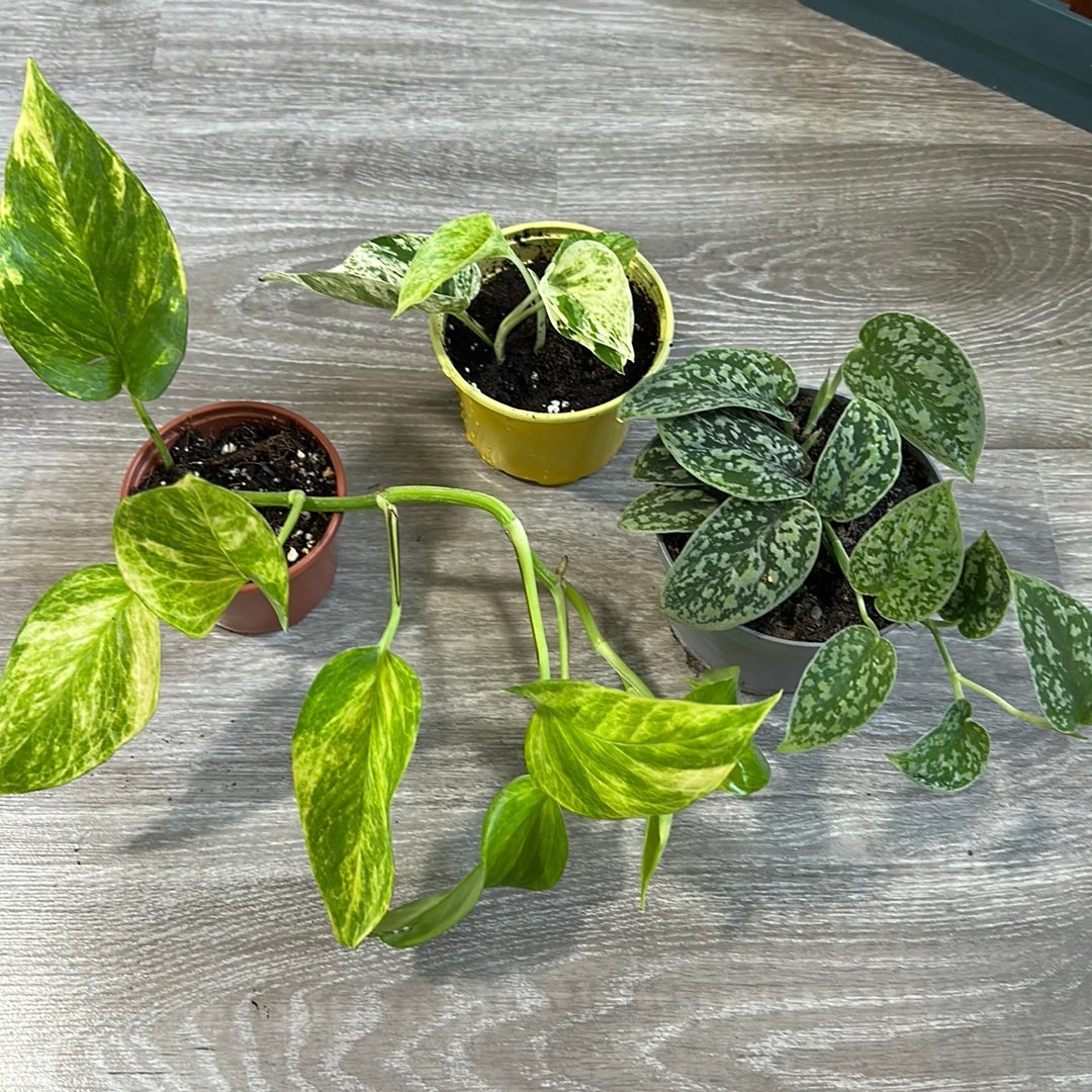 Pothos 'Marble Queen', Pothos 'N'Joy' och Scind.. | Köp på Tradera ...