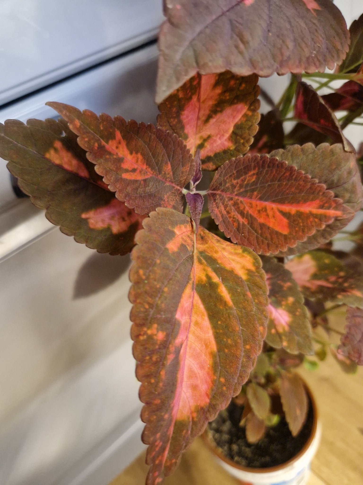 Se produkter som liknar Morgan Le Fay palettblad stic.. på Tradera ...