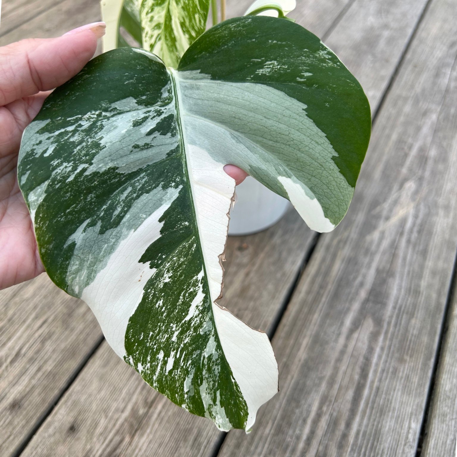Monstera deliciosa albo variegata small form | Köp på Tradera (595679228)