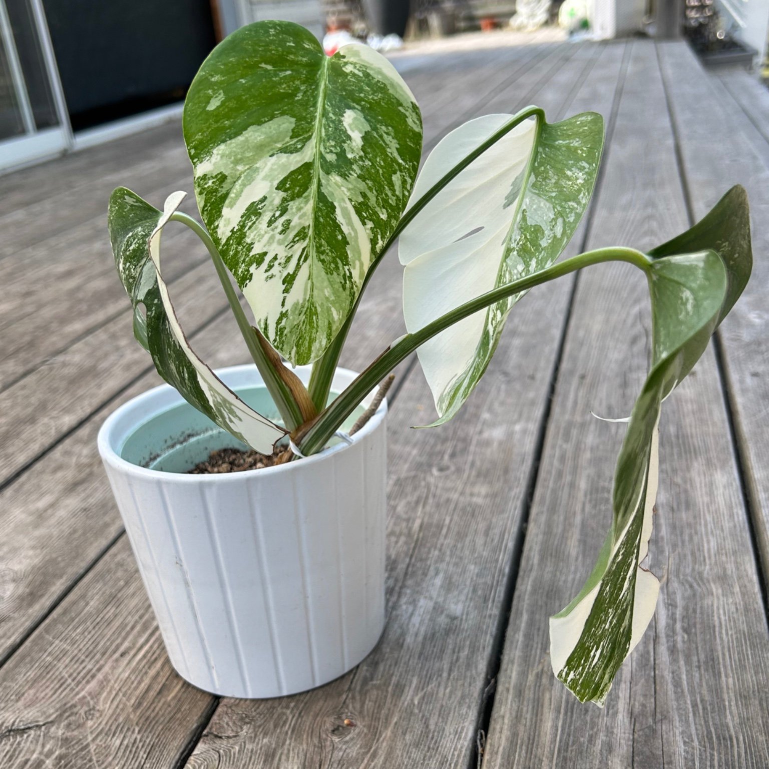 Monstera deliciosa albo variegata small form | Köp på Tradera (595679228)