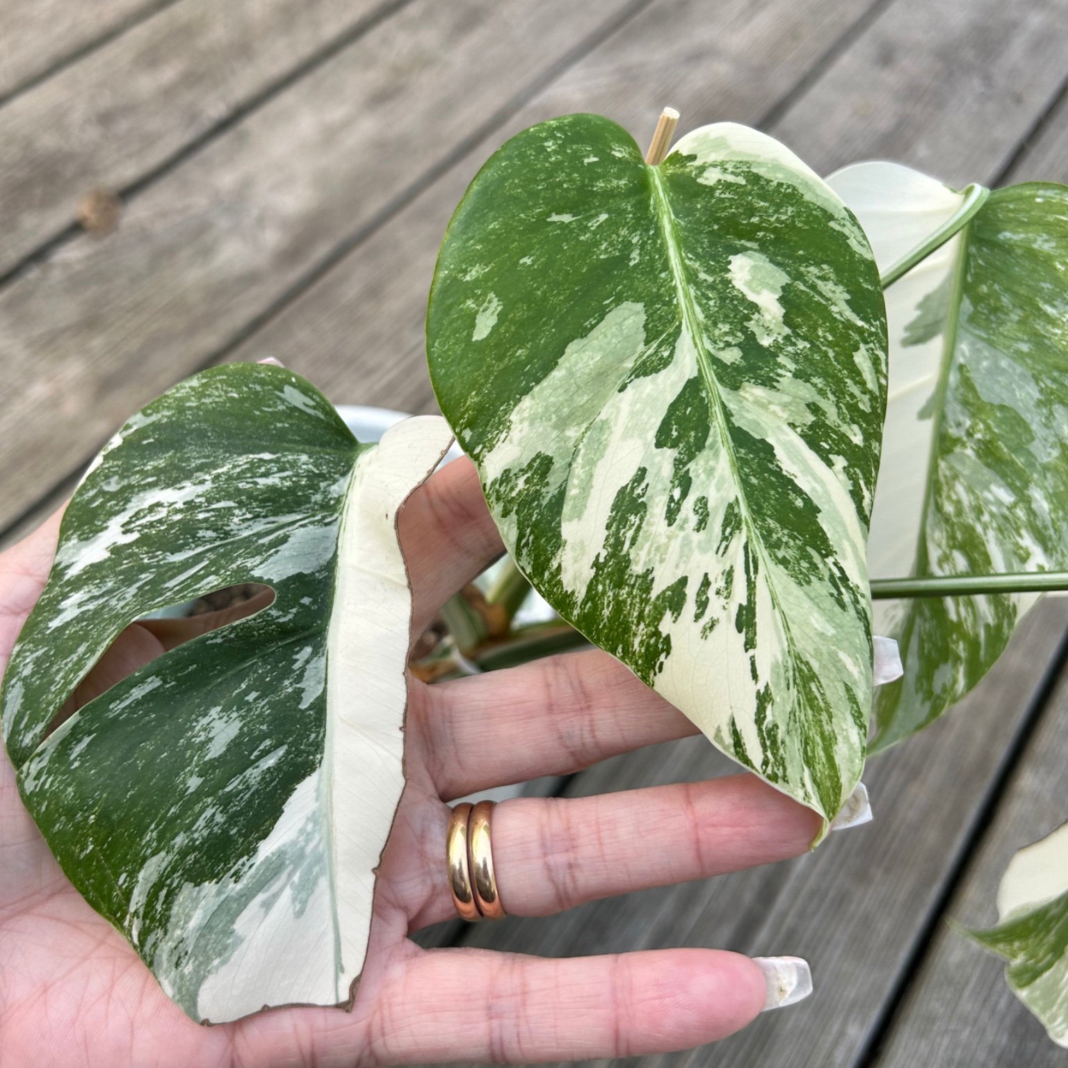 Monstera deliciosa albo variegata small form | Köp på Tradera (595679228)