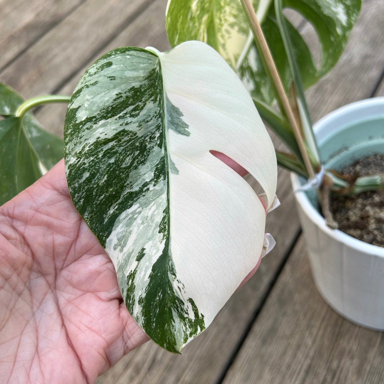 Monstera deliciosa albo variegata small form | Köp på Tradera (595679228)