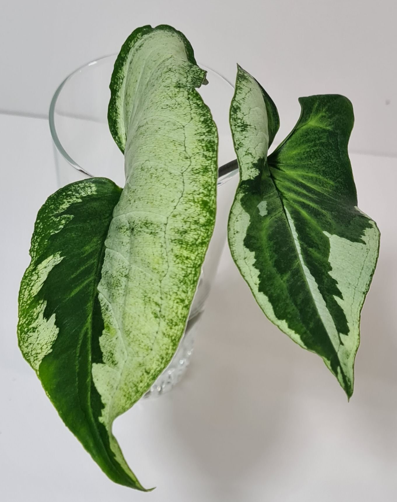 Se Produkter Som Liknar Syngonium Three Kings 2 Stic P Tradera se-produkter-som-liknar-syngonium-three-kings-2-stic-p-tradera