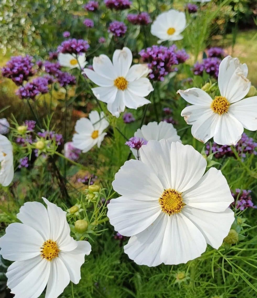 Se produkter som liknar Cosmos Vega White på Tradera (708657563)