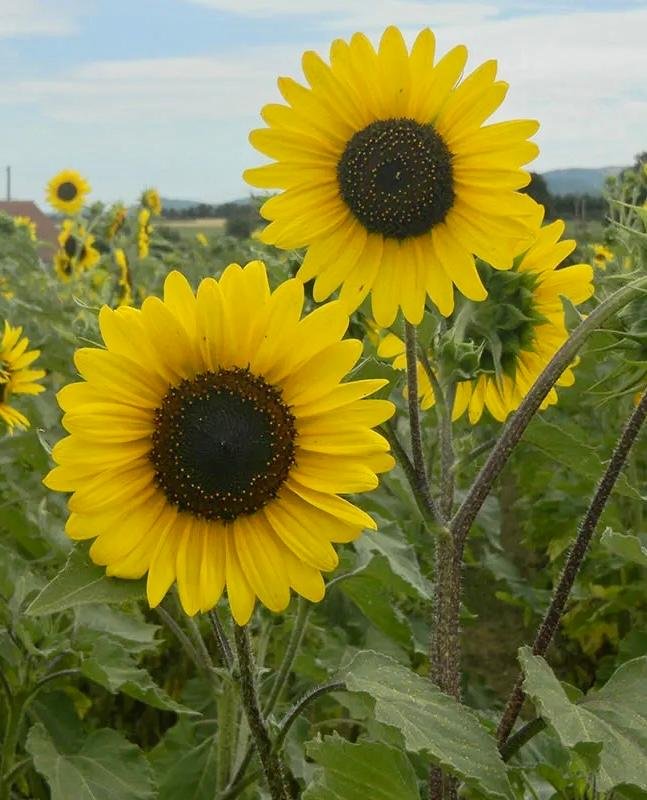 Solros 'Henry Wilde’ . Hög sol.. | Köp från Frejasfröer på Tradera ...