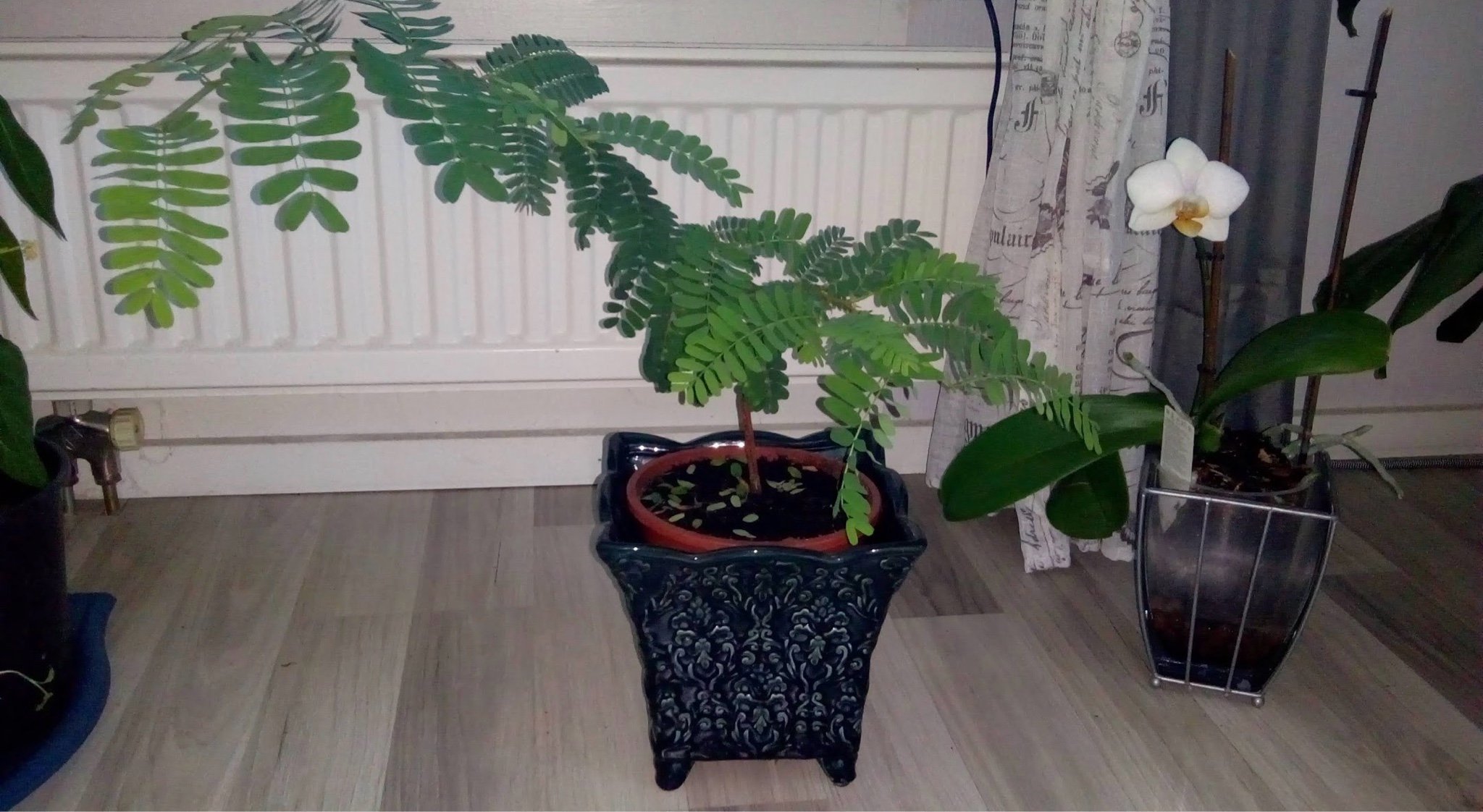 Tamarind , ca 10 st frön, odla din egen liten b.. | Köp på Tradera ...