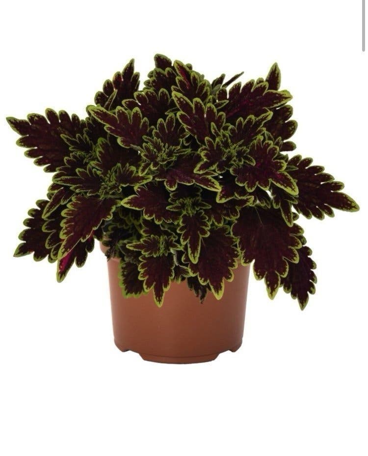 Stickling PALETTBLAD COLEUS ”BOURBON STREET” Gr.. | Köp på Tradera ...