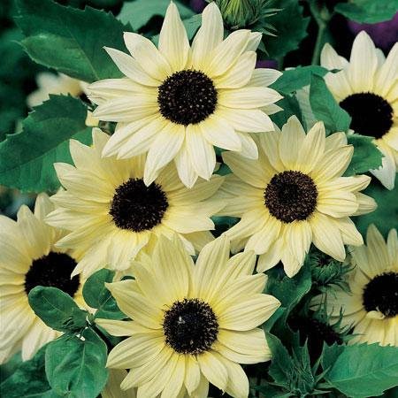 Solros Ice Cream minisolros 10 frön | Köp på Tradera (531050618)