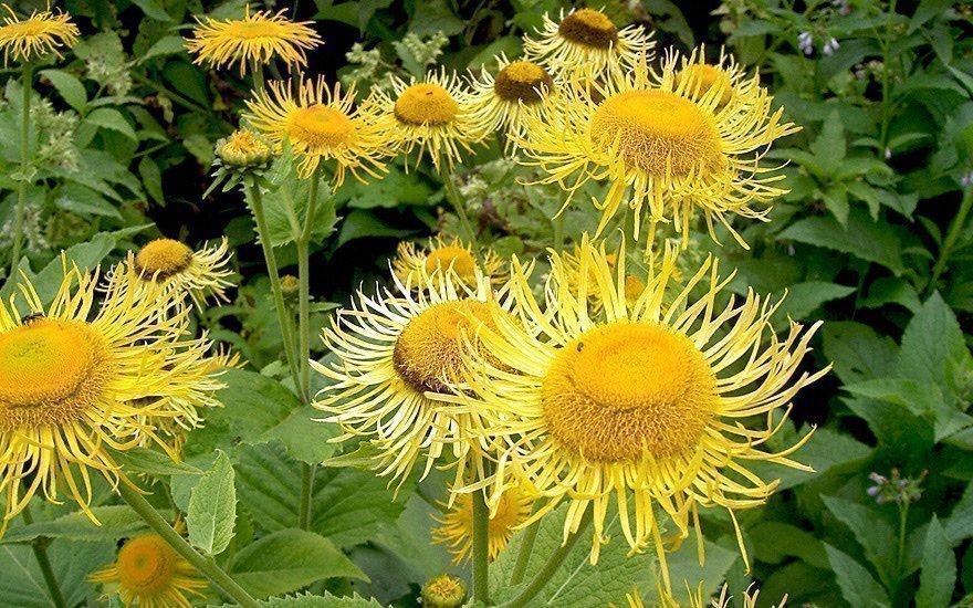 Alant - Inula helenium | Köp på Tradera (694839181)