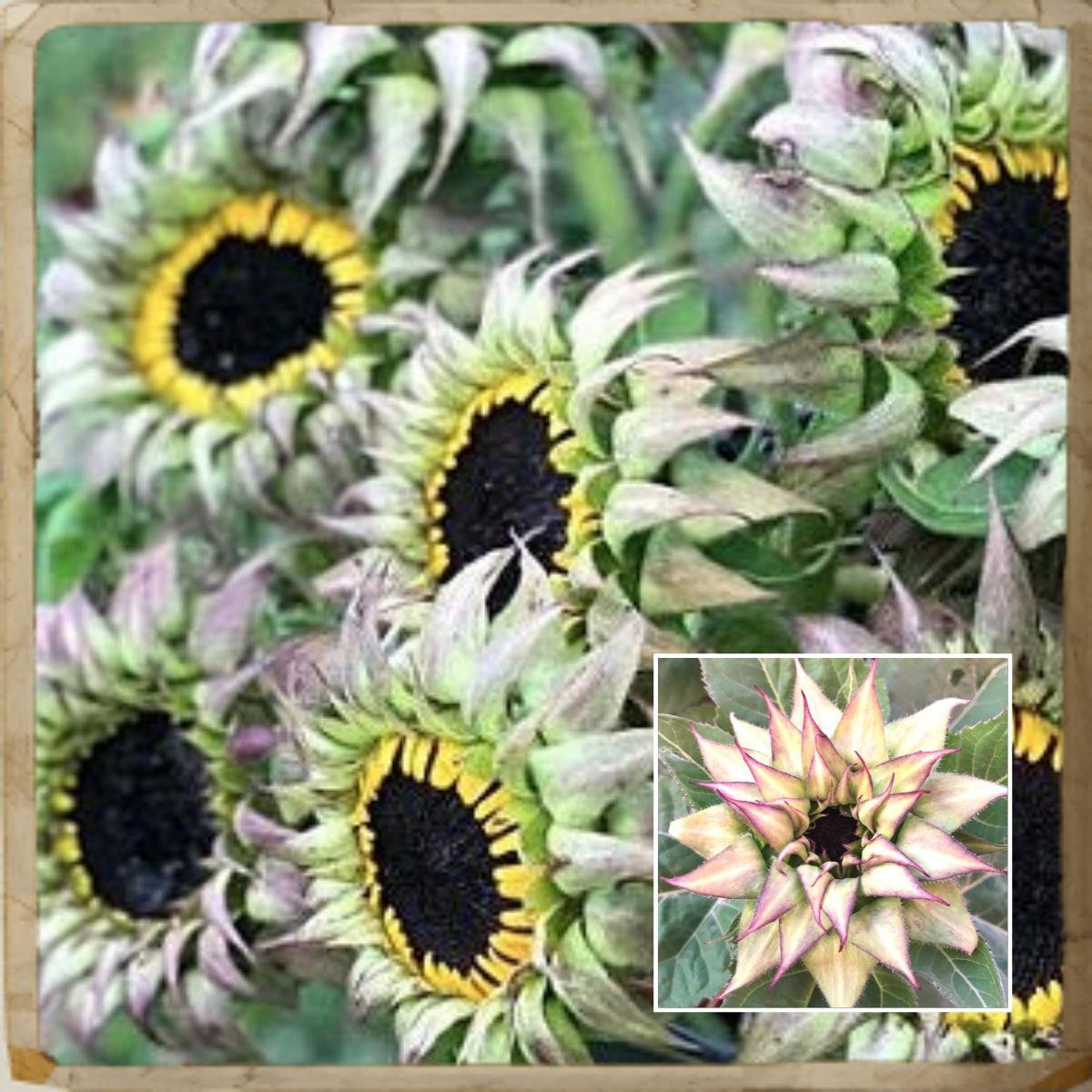 5 ST. FRÖN SOLROS ' SUN -FILL .. | Köp från Plantisflor på Tradera ...