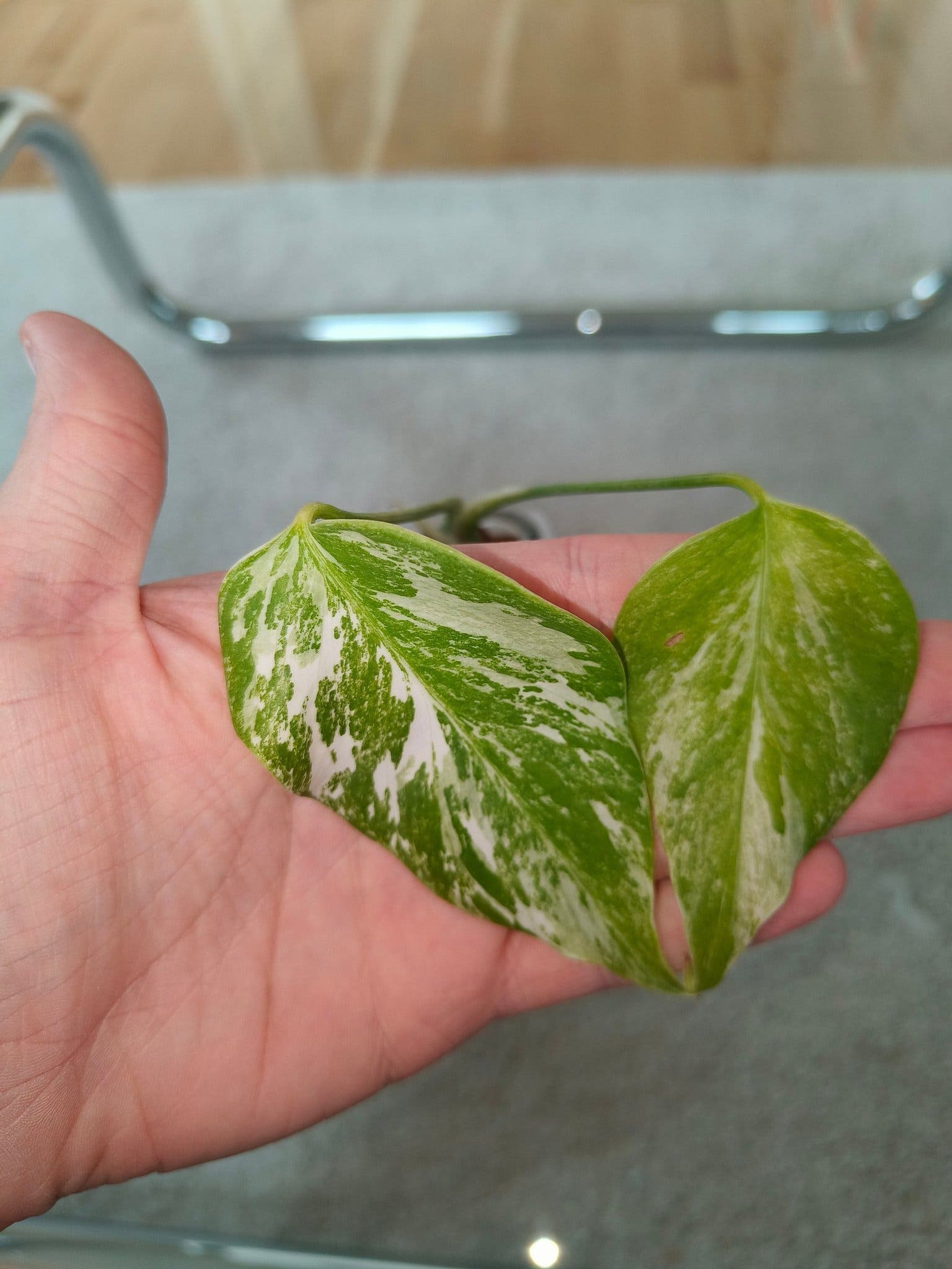 Monstera Variegata Stickling | Köp på Tradera (682132832)
