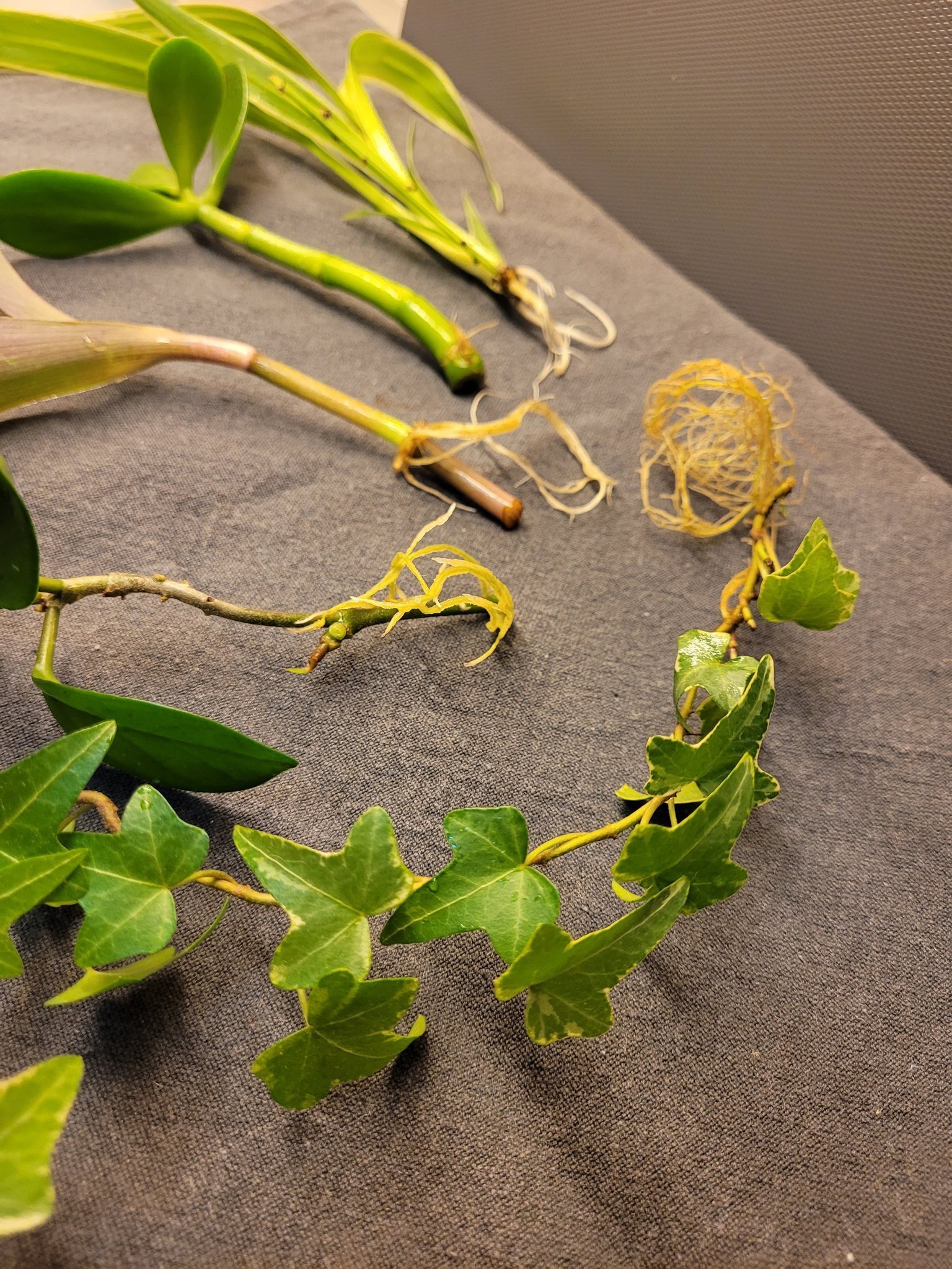 5 sorter rotade sticklingar. Hoya, Krassula, Ampellilja, purpurblad ... 5 sorter rotade sticklingar. Hoya, Krassula, Ampellilja, purpurblad ...