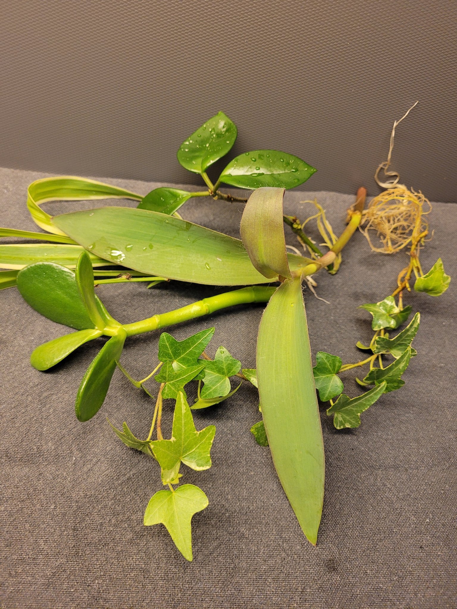 5 sorter rotade sticklingar. Hoya, Krassula, Ampellilja, purpurblad ... 5 sorter rotade sticklingar. Hoya, Krassula, Ampellilja, purpurblad ...
