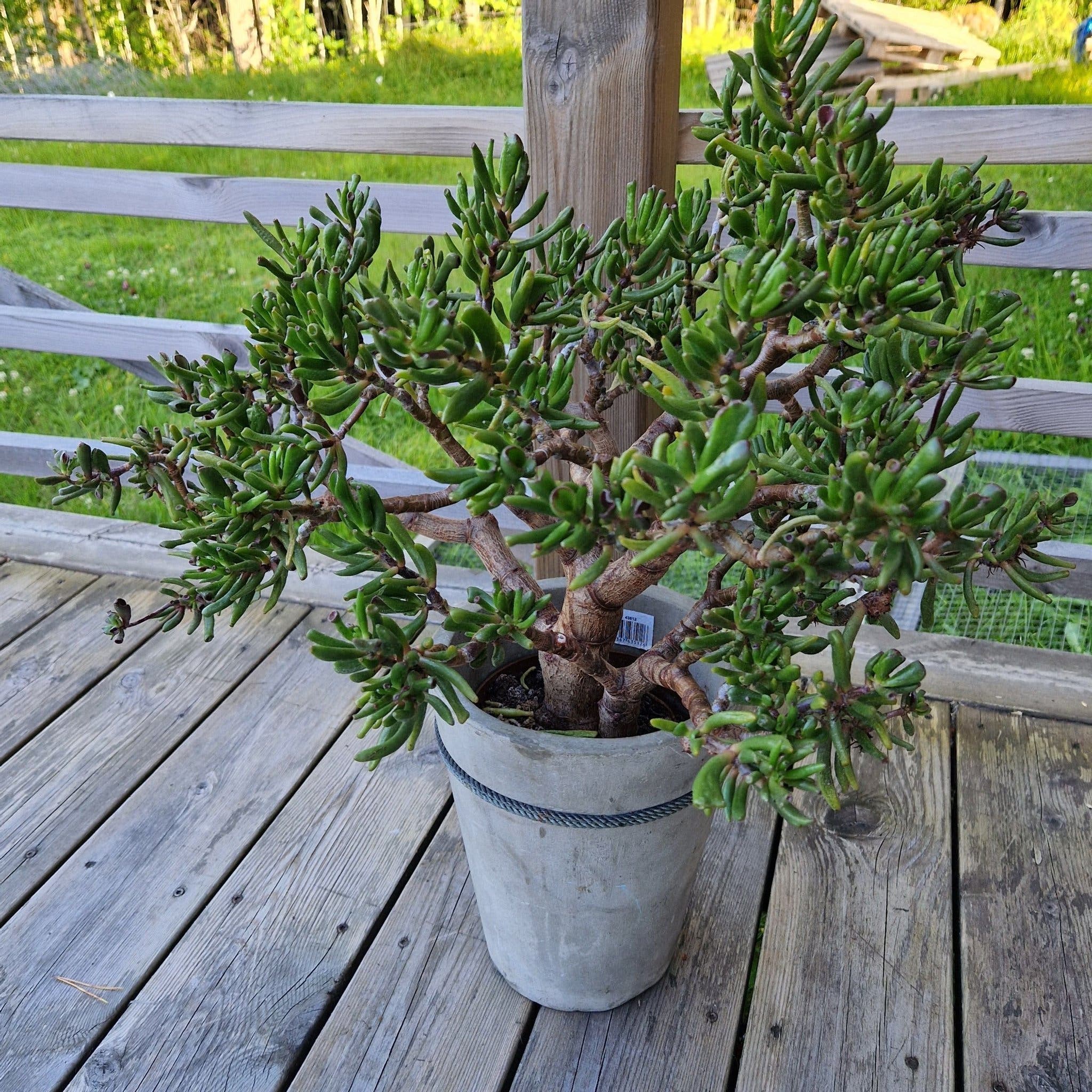 1-pack Crassula ovata "Gollum" Paradisträd rota.. | Köp på Tradera ...