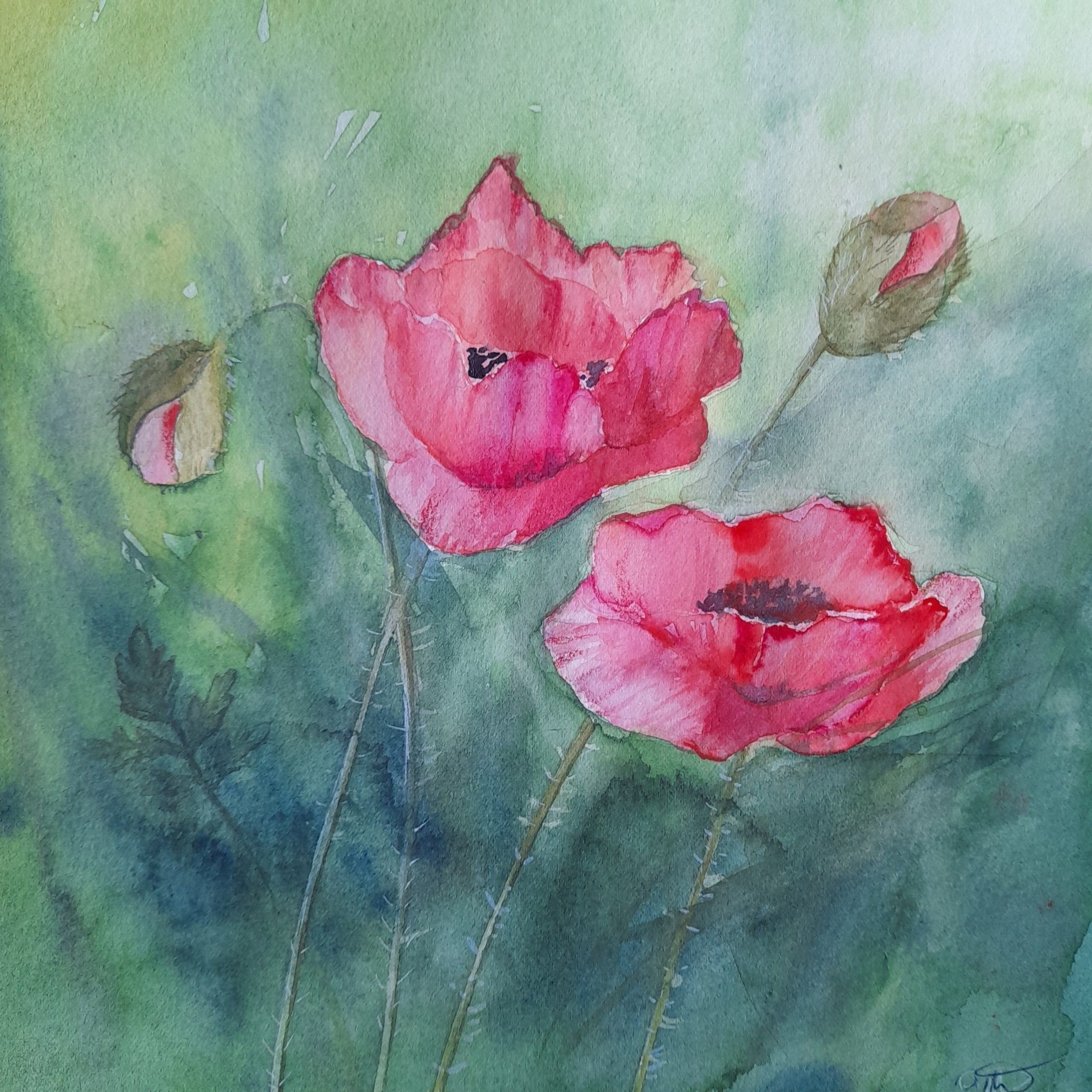 Original akvarell - vallmo i det gröna | Köp på Tradera (636823790)