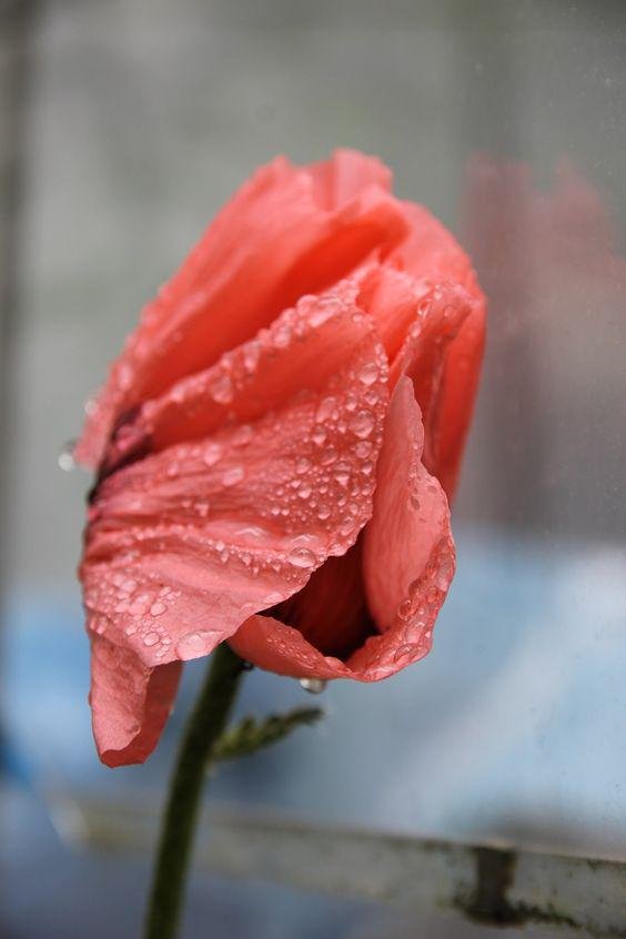 Se produkter som liknar 50 frön Vallmo "Coral Reef" p.. på Tradera ...