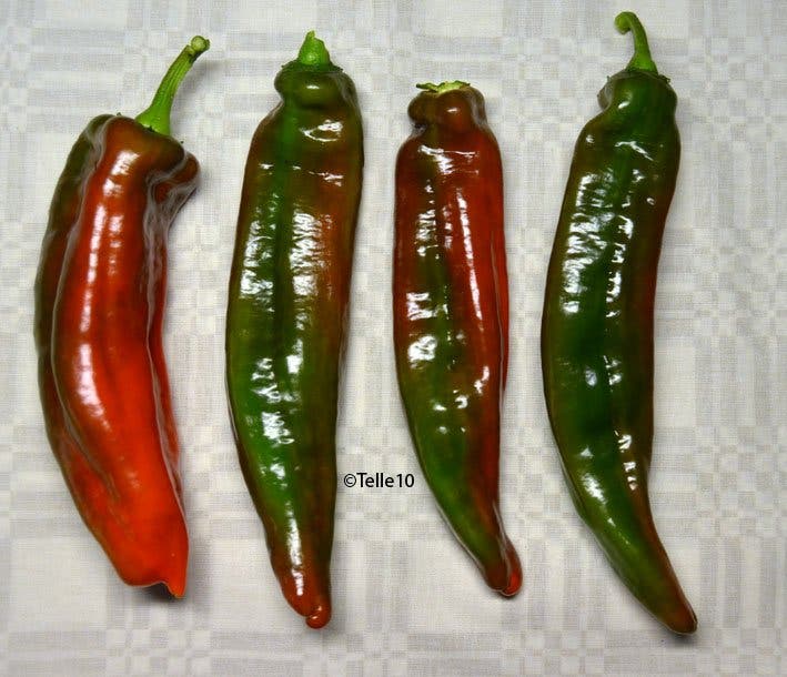 Snackpaprika,söt och god röd paprika, 10 frön | Köp på Tradera (300219235)