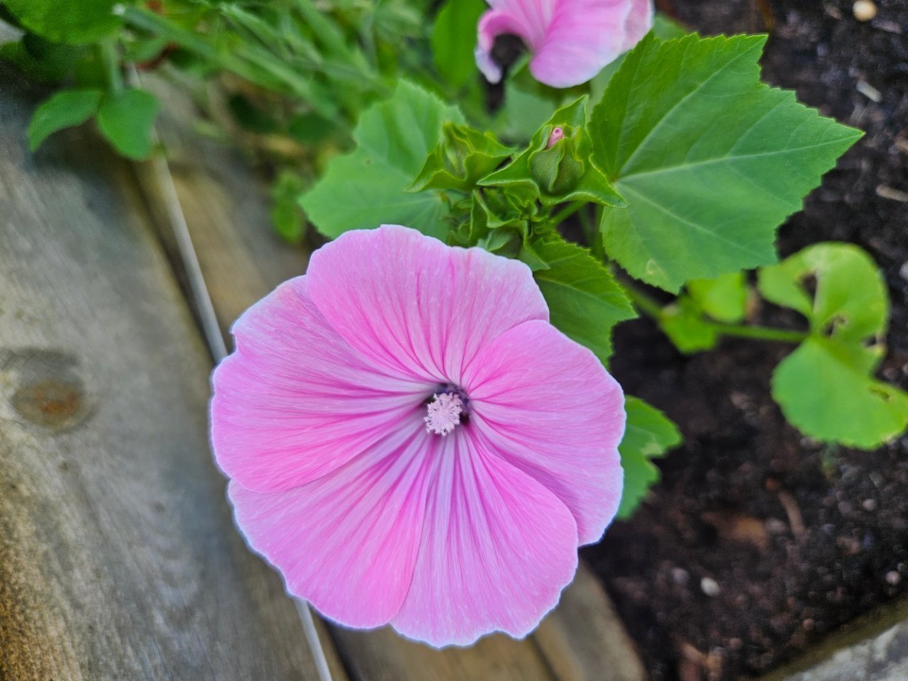 Malva - rosa. Ca 20 frön | Köp på Tradera (707343365)