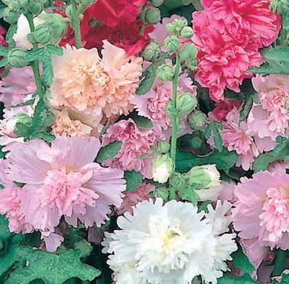 Alcea rosea 'Majorette mix' - Stockros | Köp på Tradera (277777967)