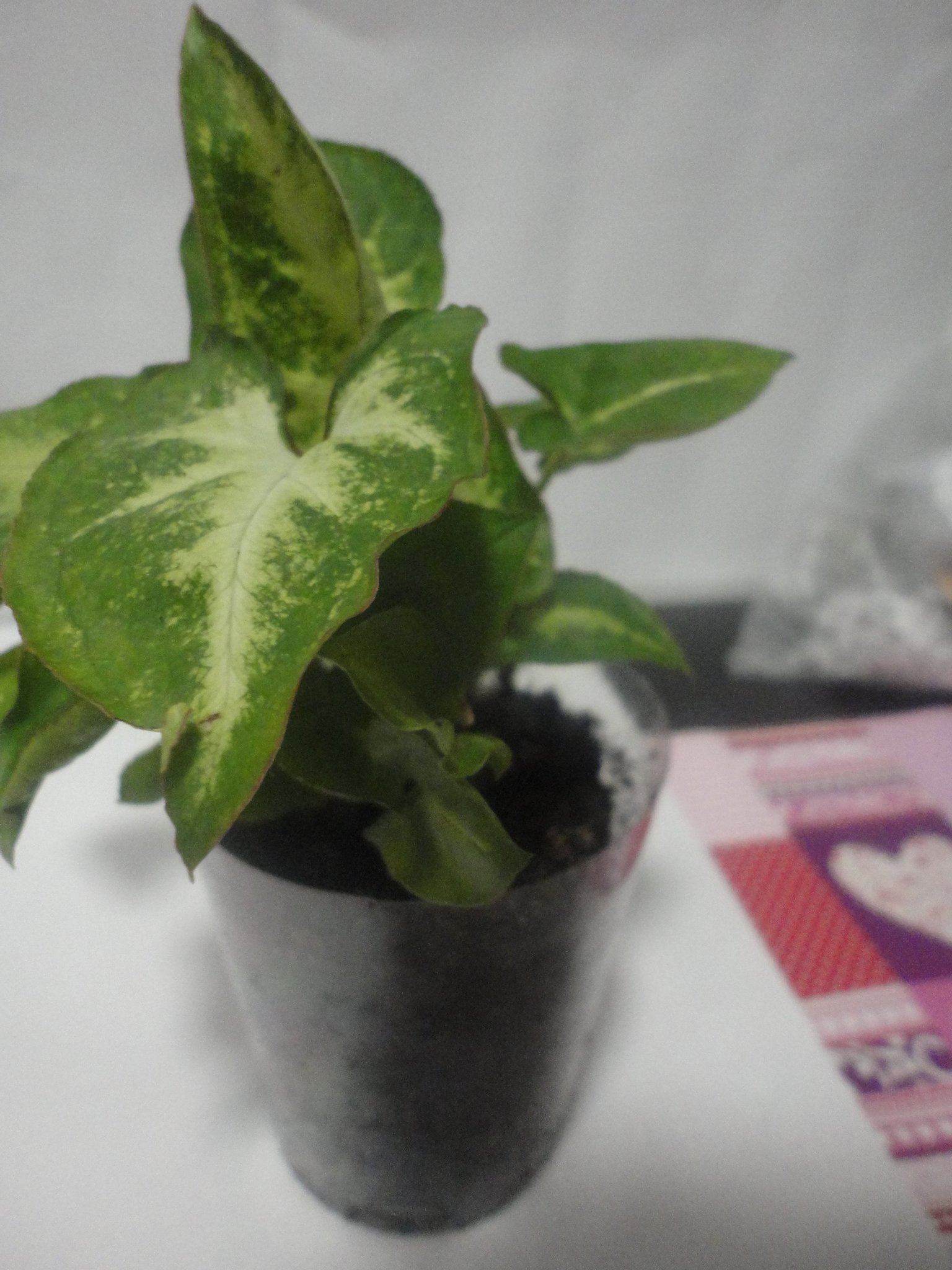 Syngonium Podophyllum 'Pixie' | Köp på Tradera (703530894)