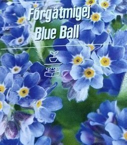 Förglömmigej 'Blue Ball' 80 frön | Köp på Tradera (708765858)
