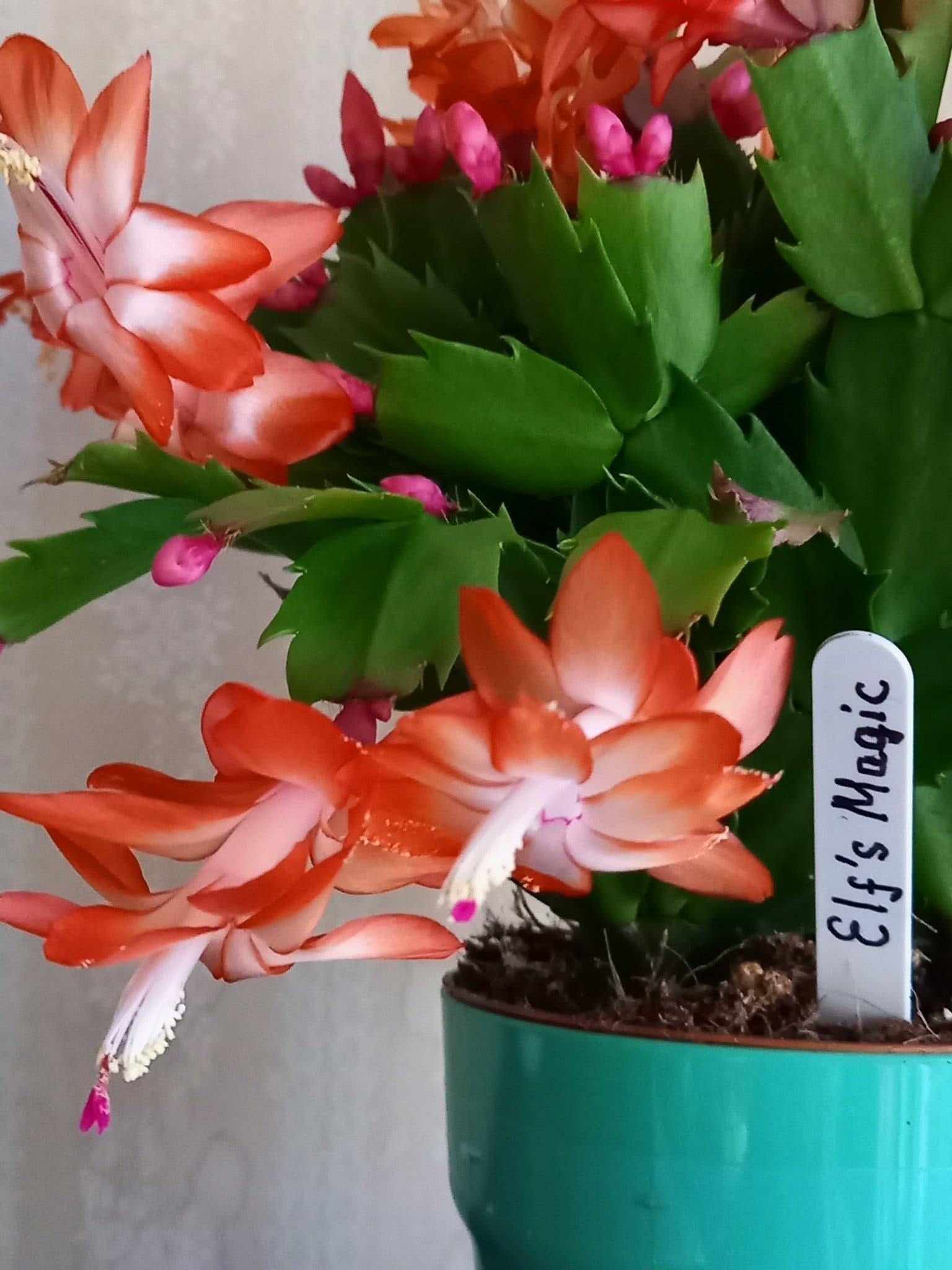 Novemberkaktus.Schlumbergera ''Elf's Magic' ,hy.. | Köp på Tradera ...