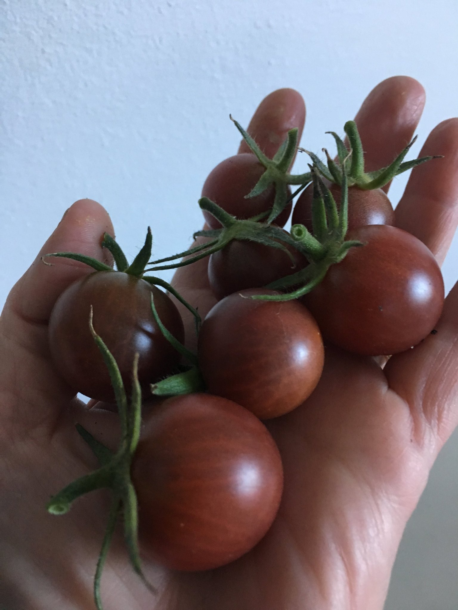 Tomatfrö 10 st Black sweet cherry god Färska fr.. | Köp på Tradera ...