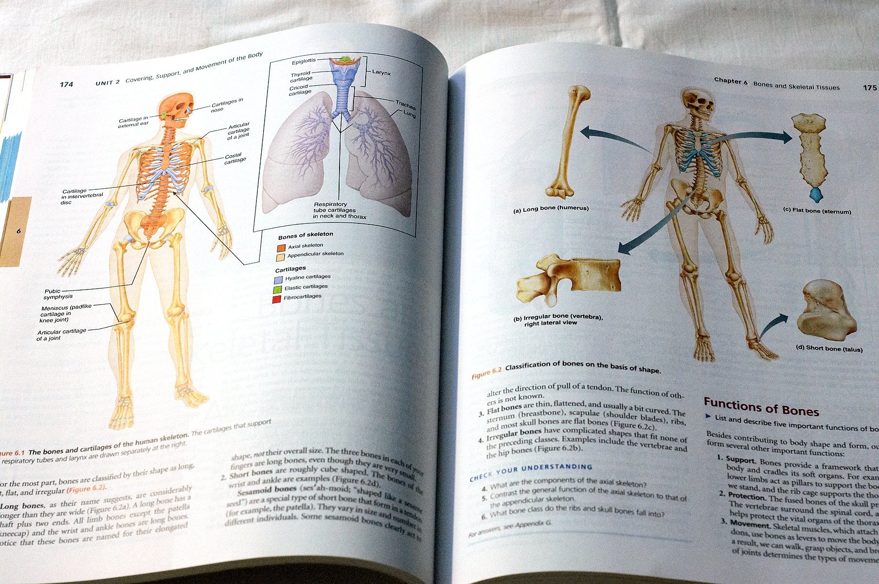 E.N. MARIEB & K. HOEHN - HUMAN ANATOMY & PHYSIO.. | Köp på Tradera ...