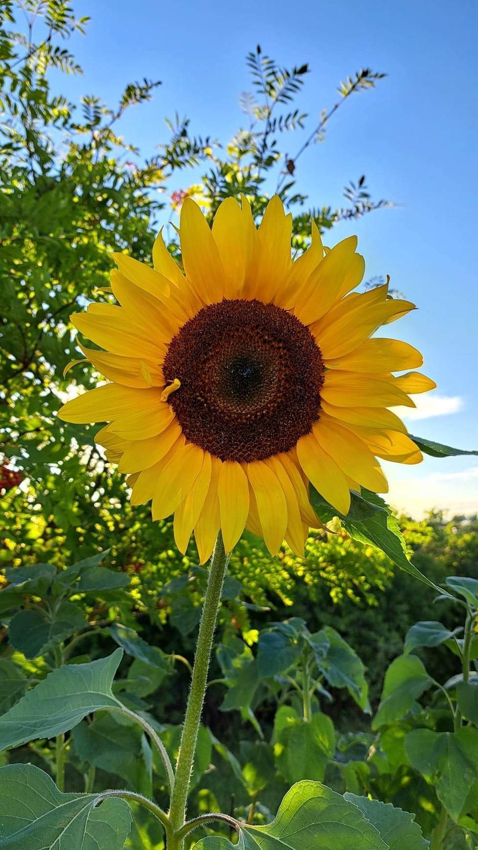 Solros mix. Minst 40 frön från min trädgård | Köp på Tradera (585855439)