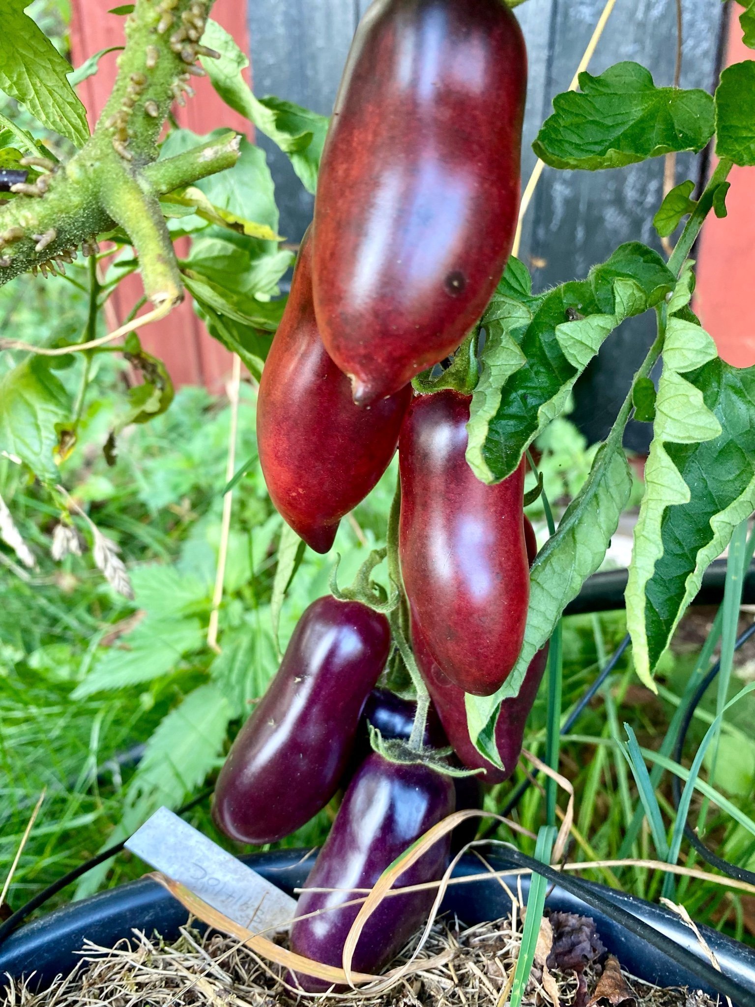 Tomatfrö Slivka Gurman | Köp på Tradera (692521958)