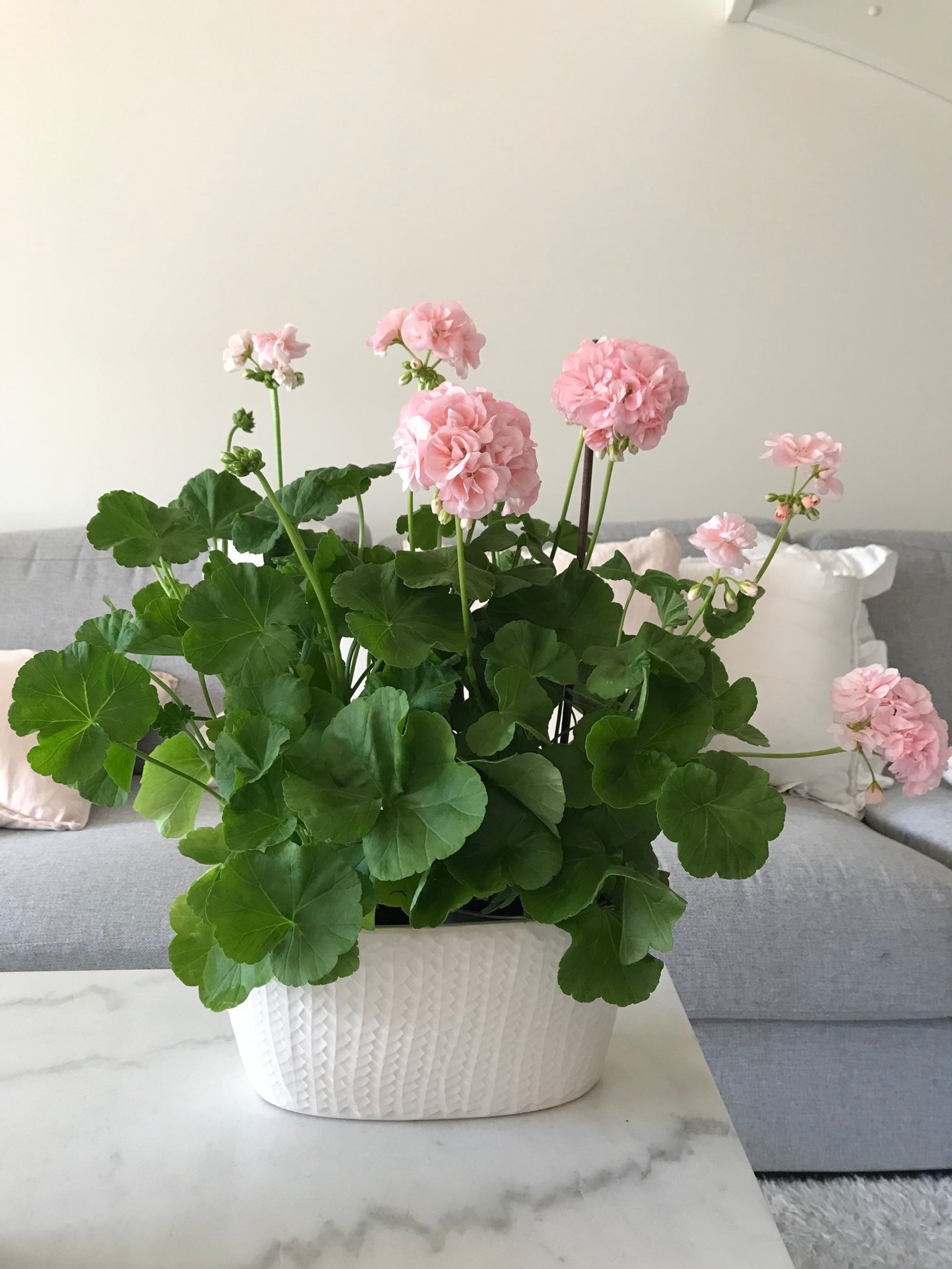 Pelargon Mårbacka planta rosa vackra blommor | Köp på Tradera (693040097)