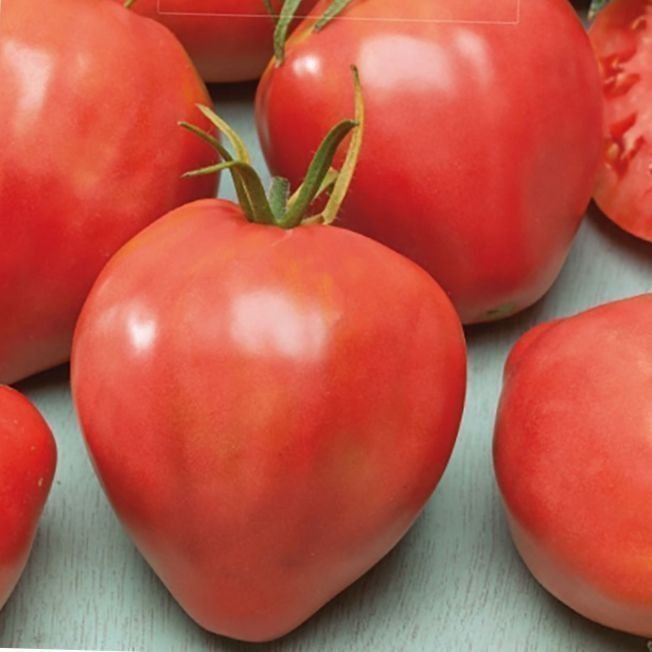 Fröpaket "Bullheart" tomater fröer, frö odling .. | Köp på Tradera ...