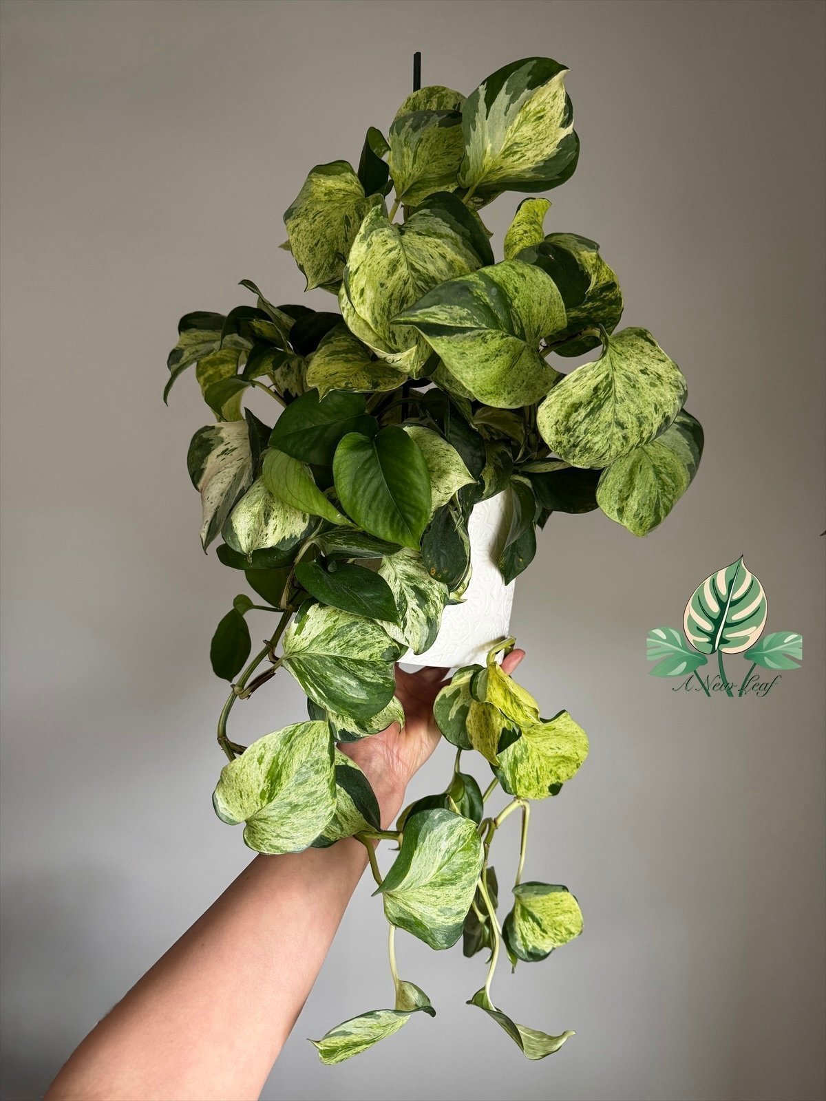 Epipremnum aureum Manjula (Happy leaf) | Köp på Tradera (734717455)