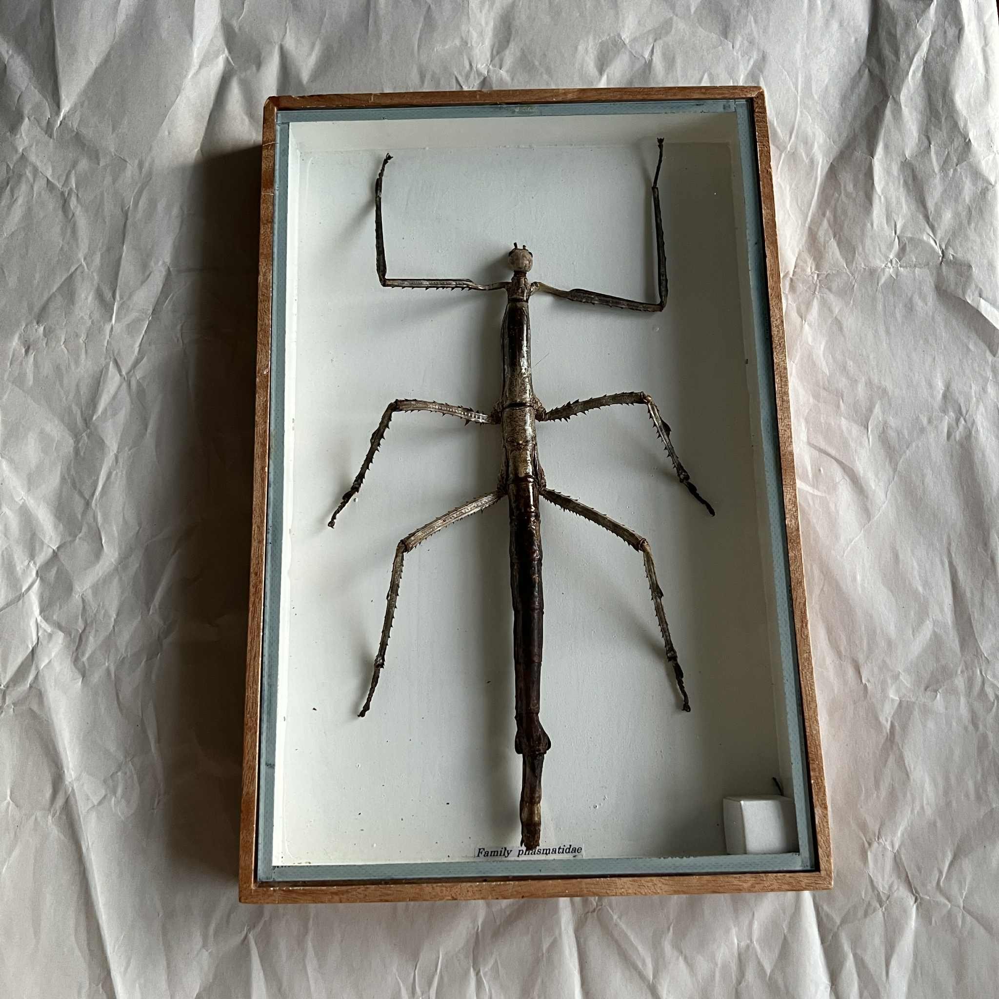 Se produkter som liknar STOR vandrande pinne, taxider.. på Tradera ...