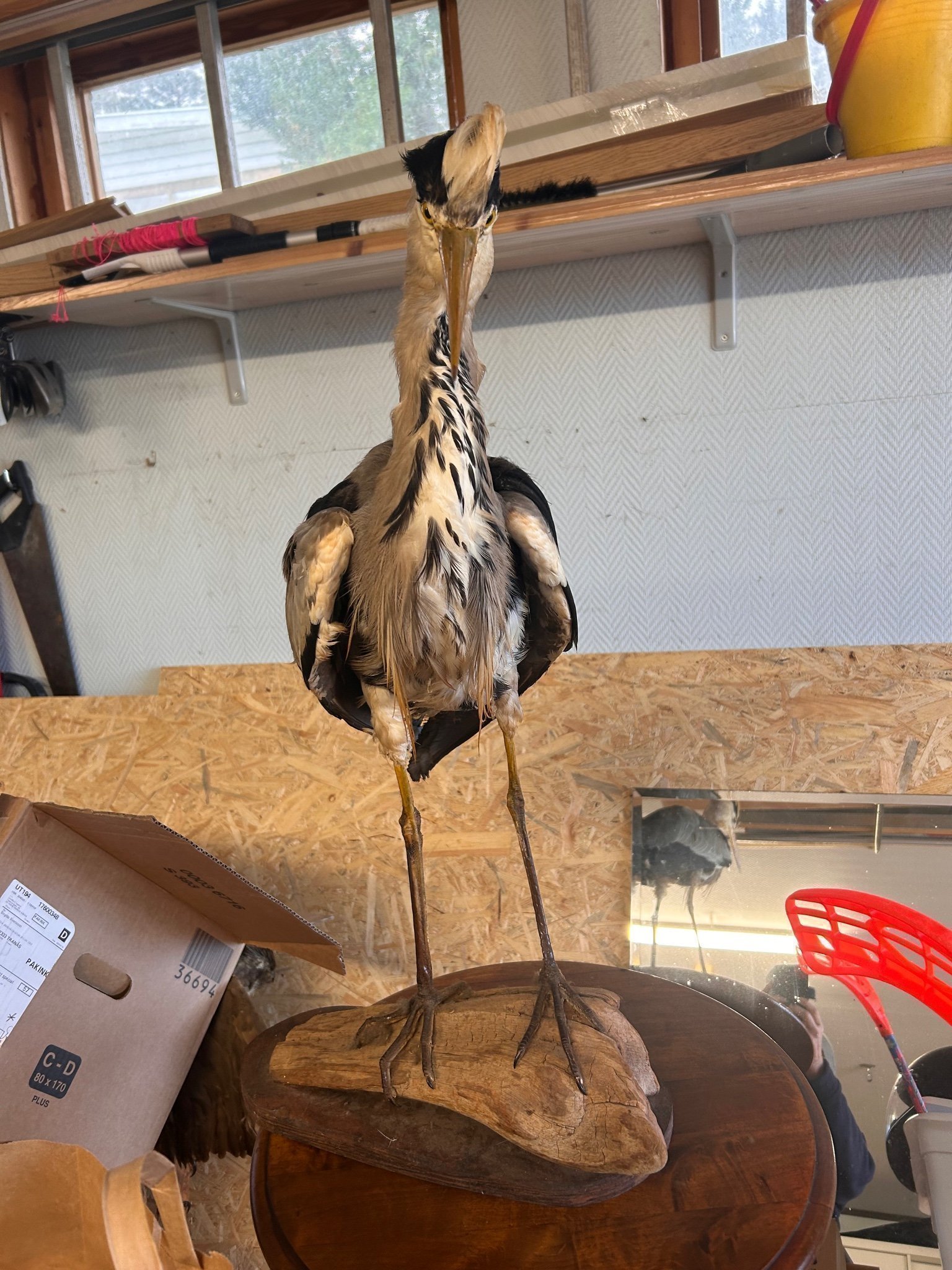 Välstoppad Häger i fin ställning | Köp på Tradera (706854239)