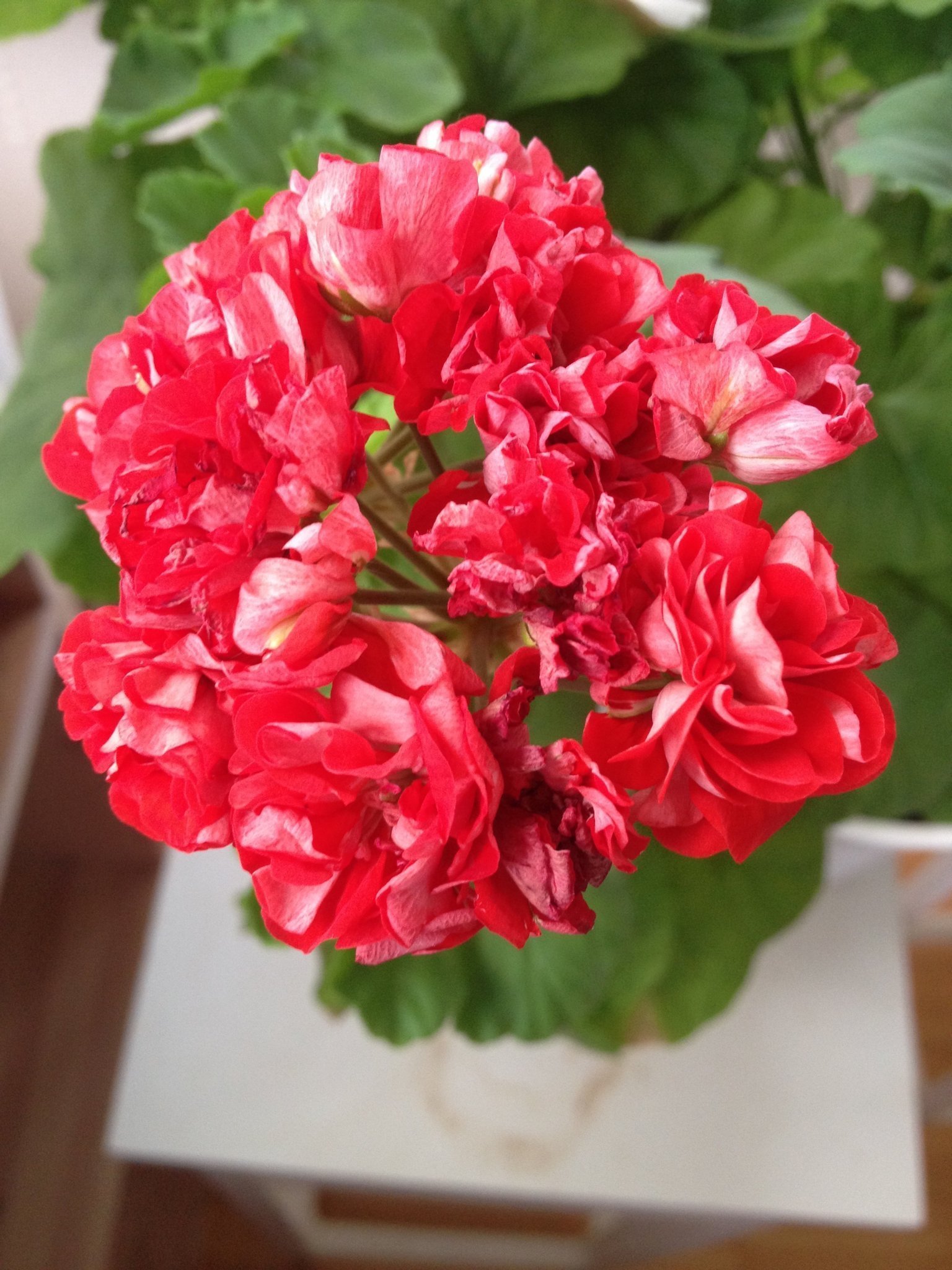 Pelargon BRIGHTSTONE rotad stickling | Köp på Tradera (585009239)