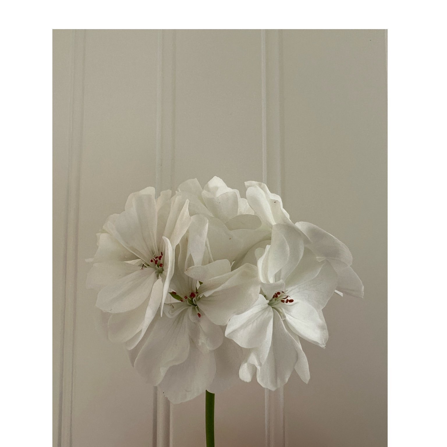 Se produkter som liknar Pelargon Vit Mårbacka, rotad .. på Tradera ...