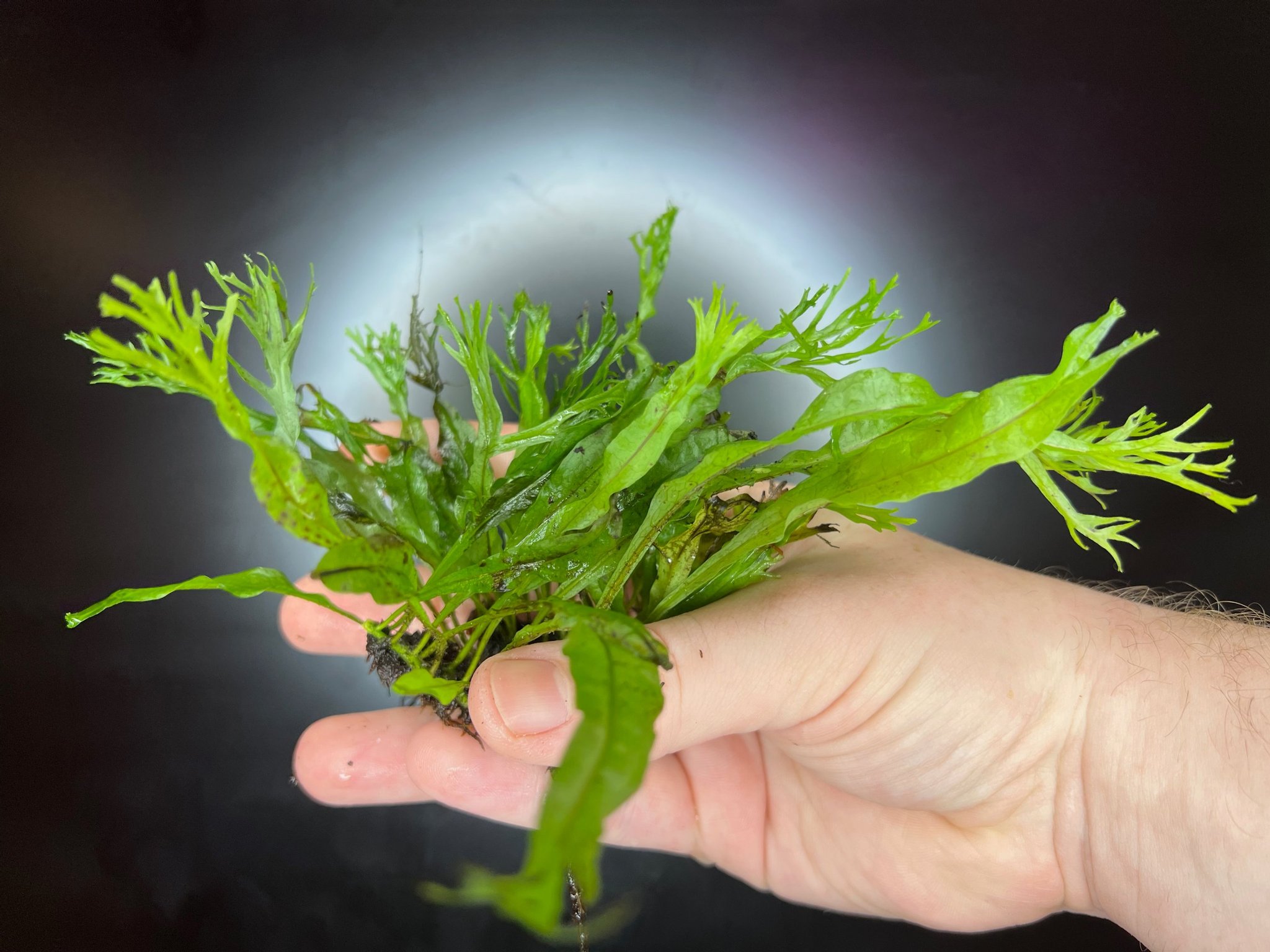 Microsorum Pteropus - Javaormbunke 'Windelöv' -.. | Köp på Tradera ...