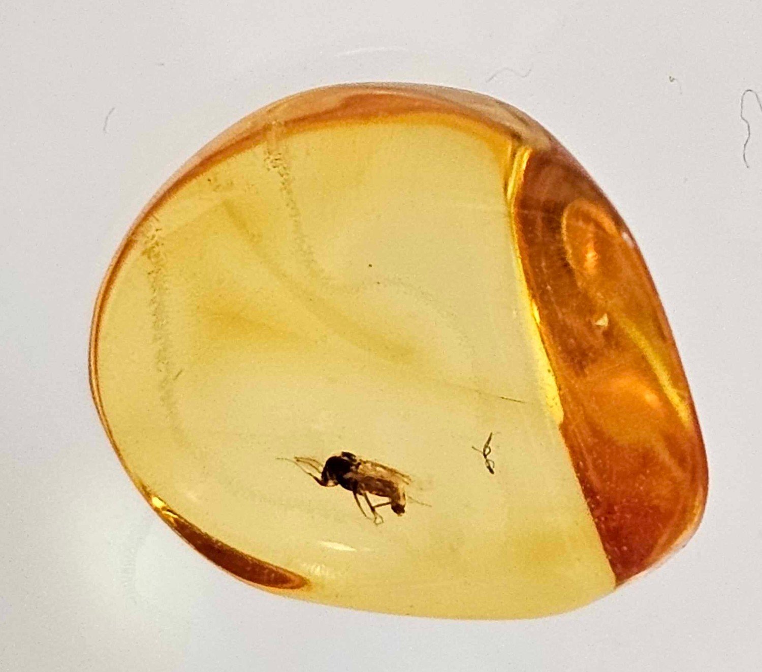 Unik bärnsten med insekt | Köp på Tradera (655361253)